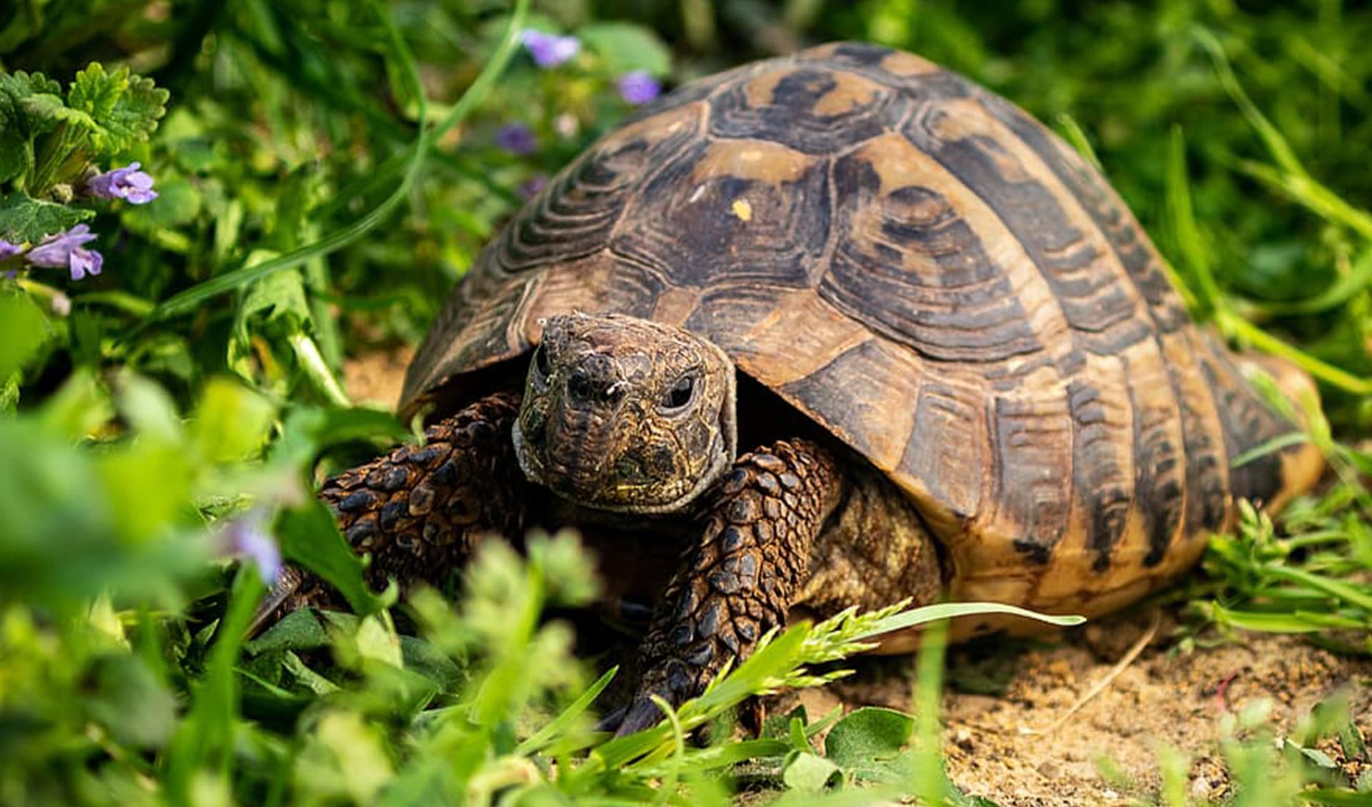 Testudo - Mediterranean tortoises: facts, distribution & population | BioDB