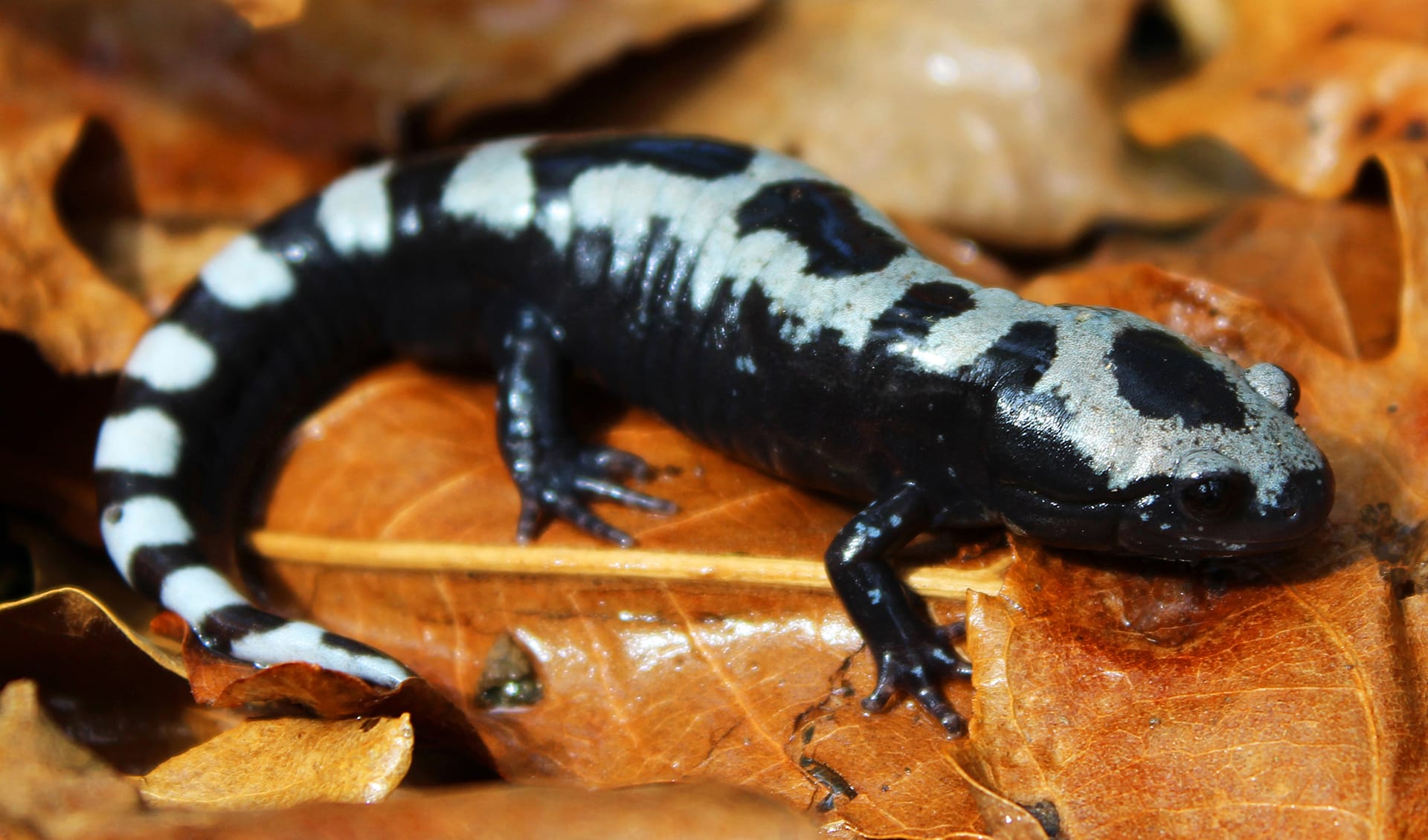 Marbled salamander facts, distribution & population | BioDB