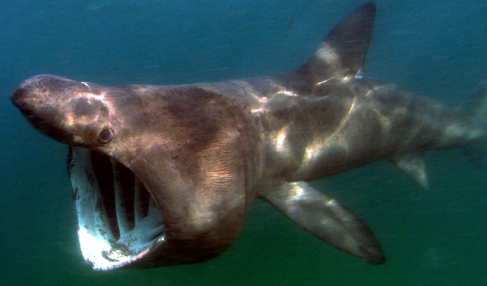 Lamniformes - Mackerel sharks: facts, distribution & population | BioDB