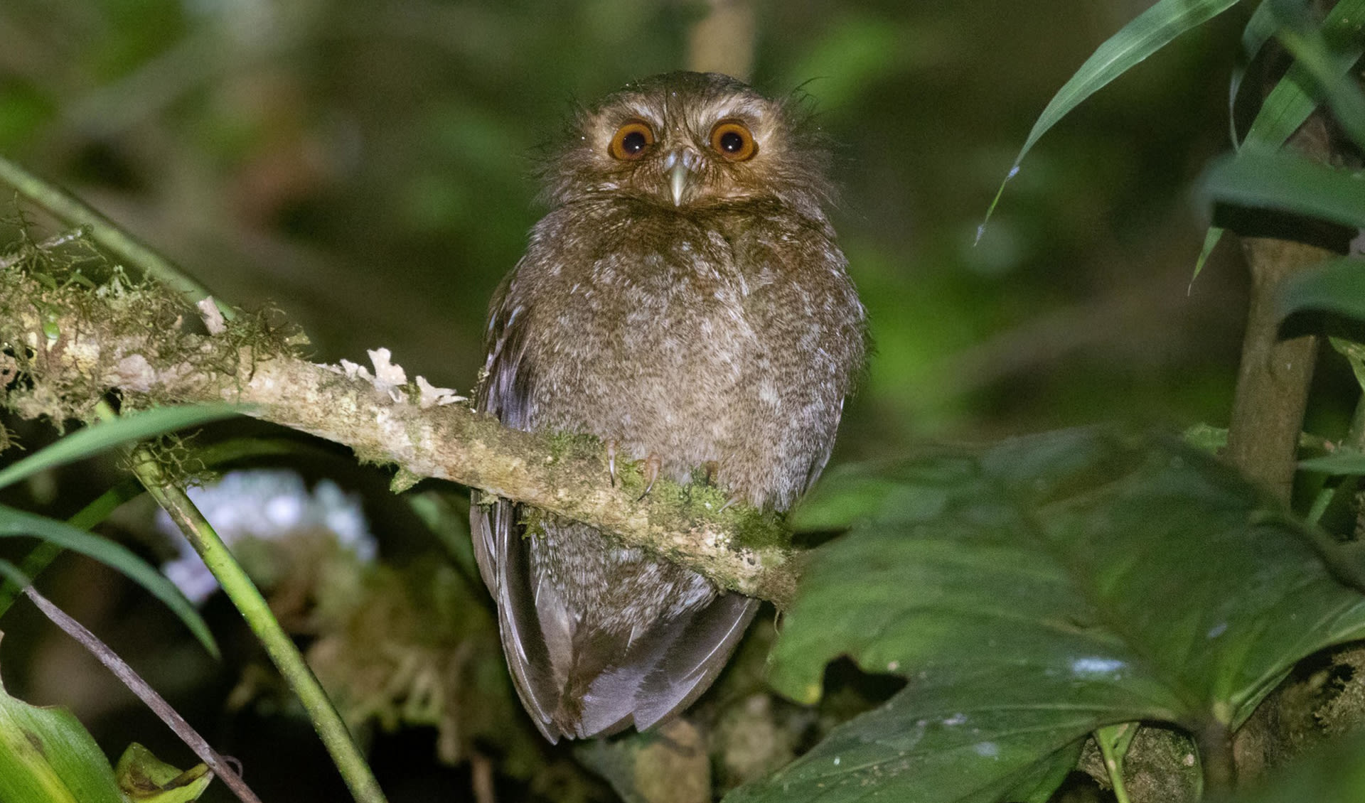 Long-whiskered owlet facts, distribution & population | BioDB