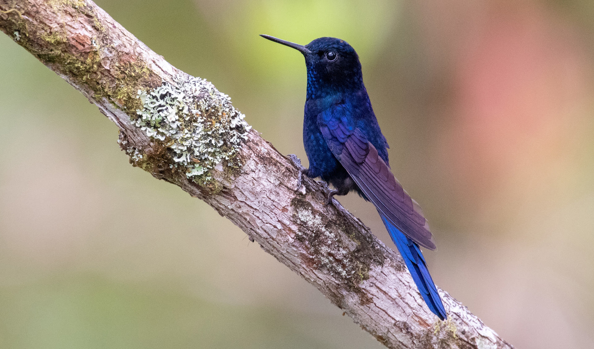 Royal sunangel facts, distribution & population | BioDB