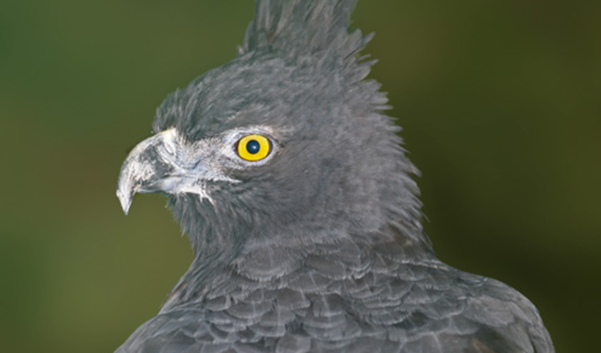 Venezuela Biodiversity and Nature Conservation | BioDB