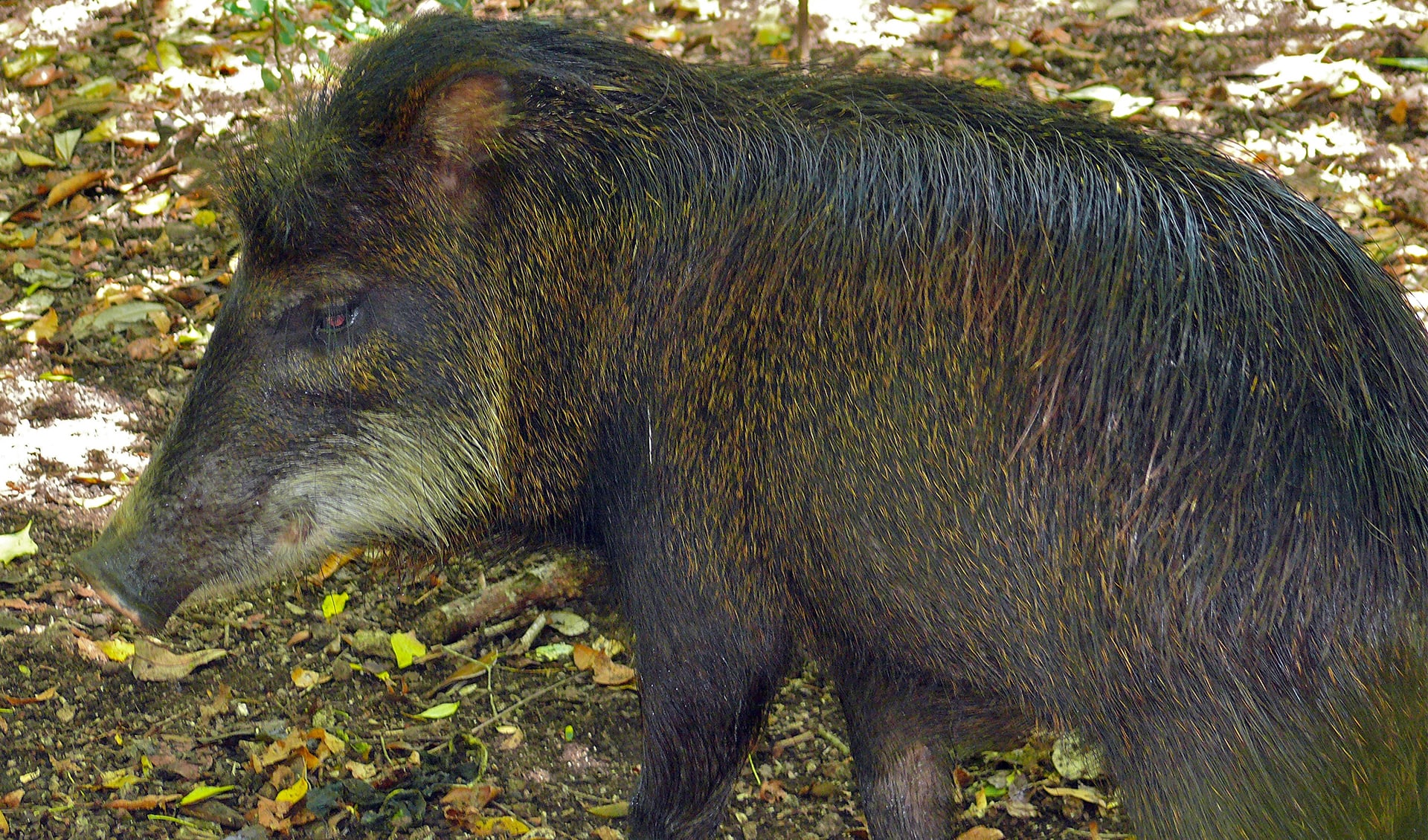 White-lipped peccary facts, distribution & population | BioDB