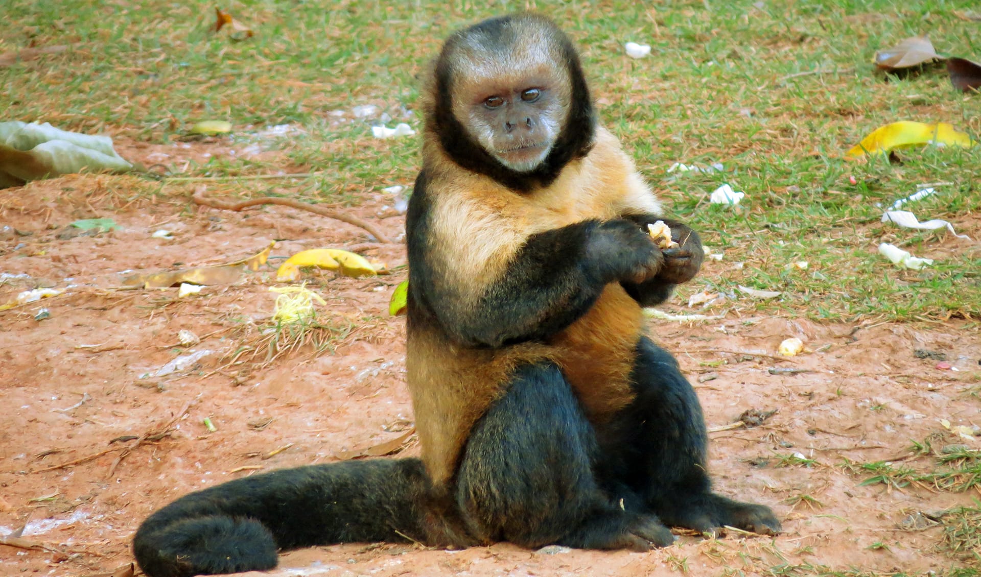 Buff-headed capuchin facts, distribution & population | BioDB