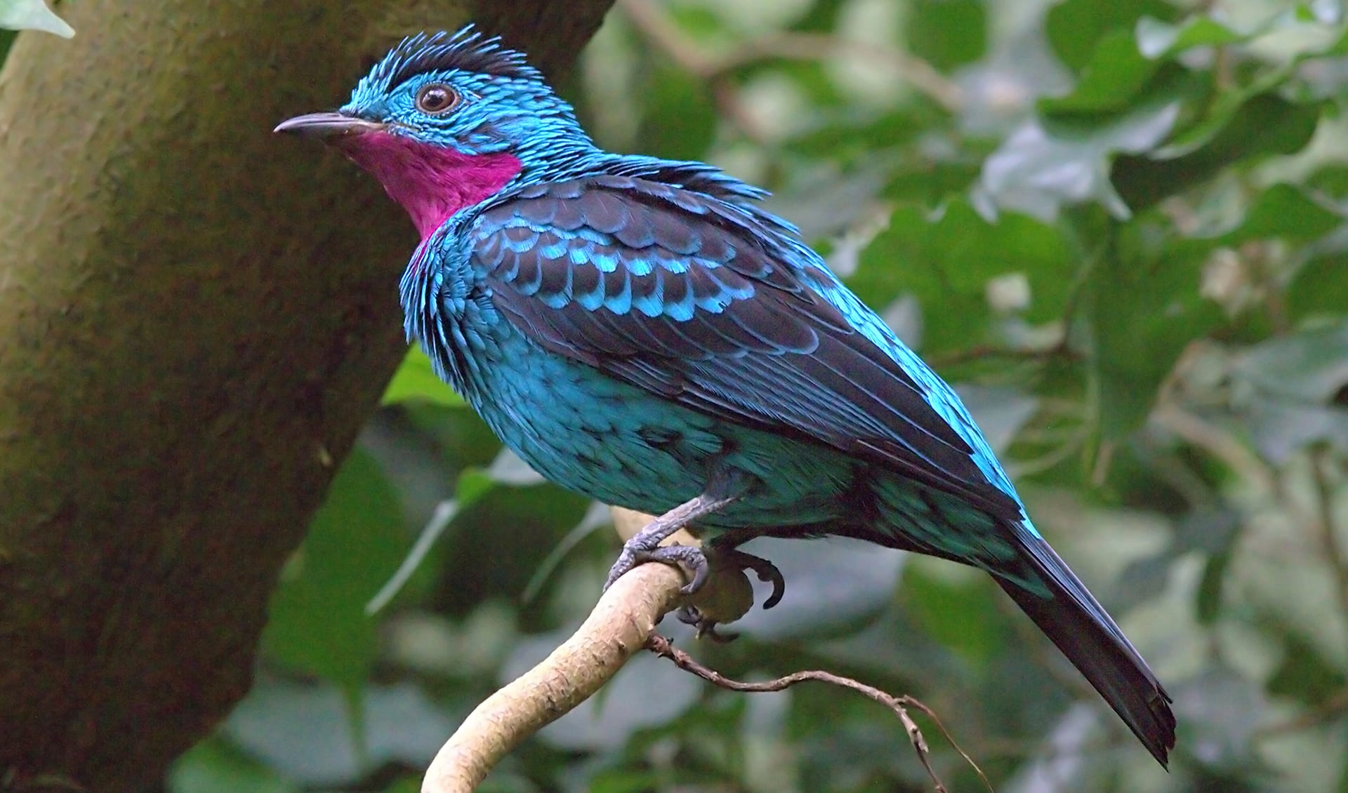 Cotinga: facts, distribution & population | BioDB