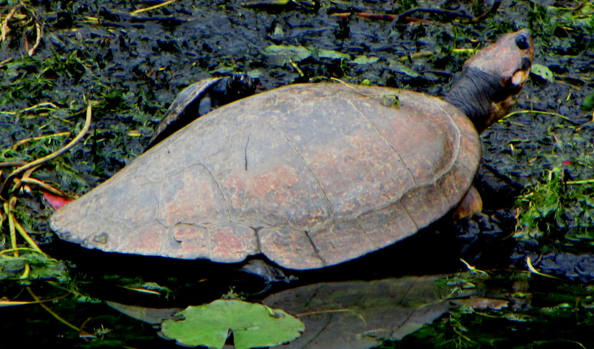 Magdalena river turtle facts, distribution & population | BioDB