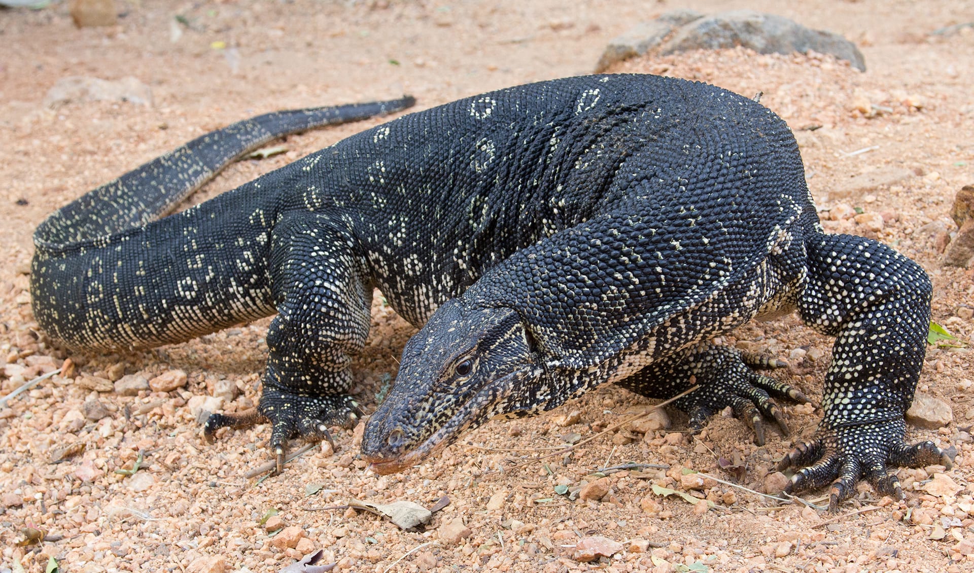 Asian water monitor facts, distribution & population | BioDB