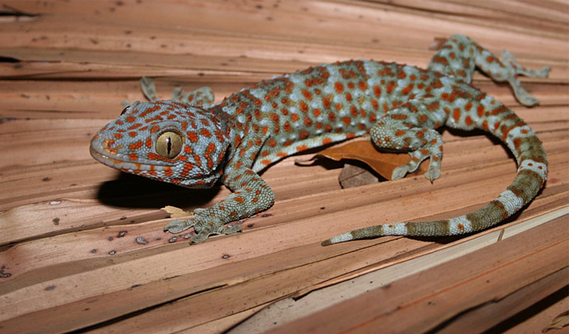 Tokay gecko facts, distribution & population | BioDB