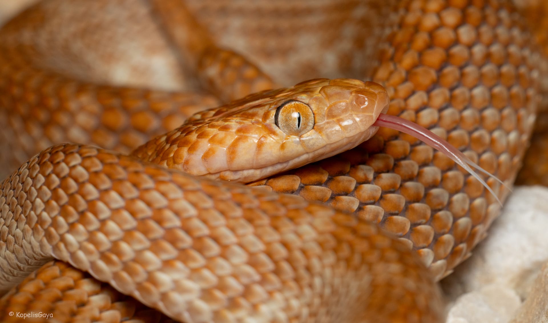 Colubri'– Colubrids: facts, distribution & population | BioDB