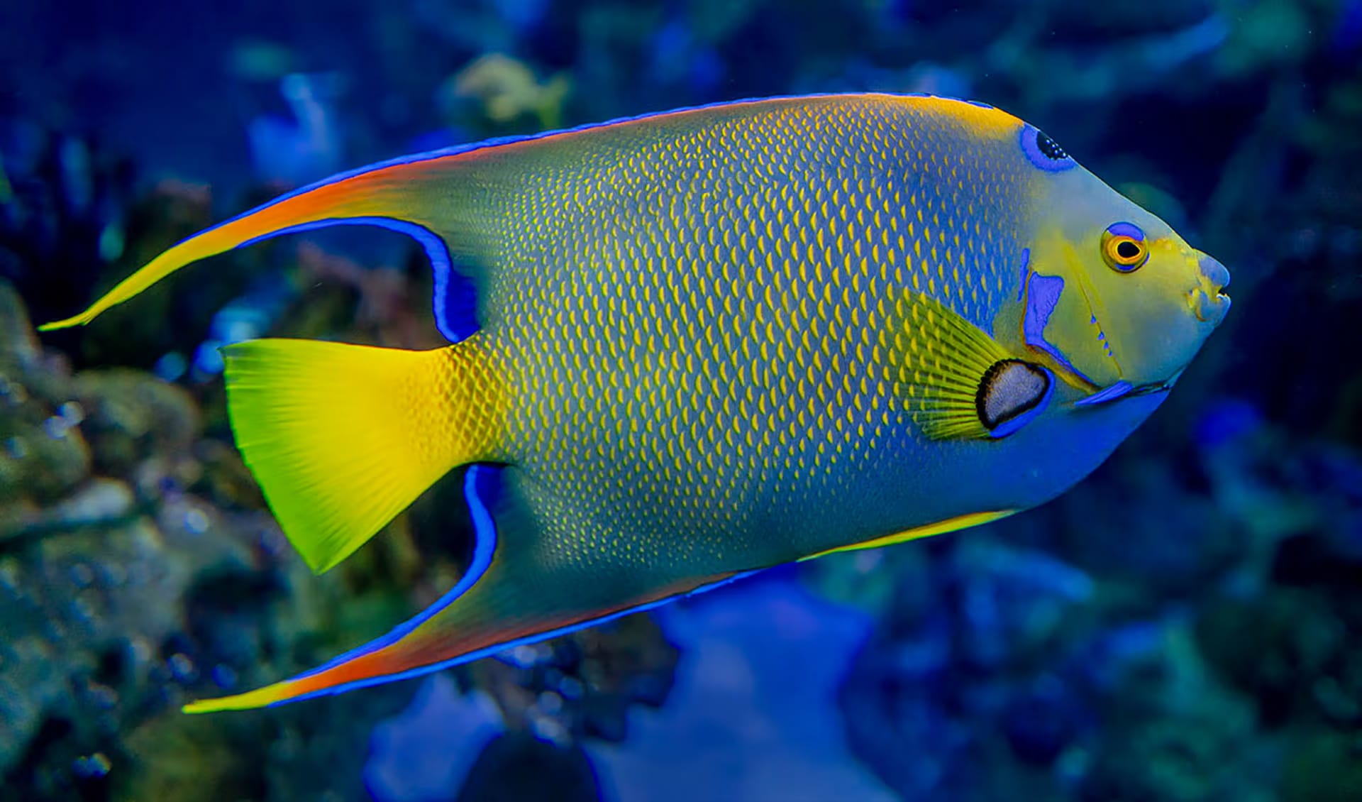 Ray-finned fishes: facts, distribution & population | BioDB