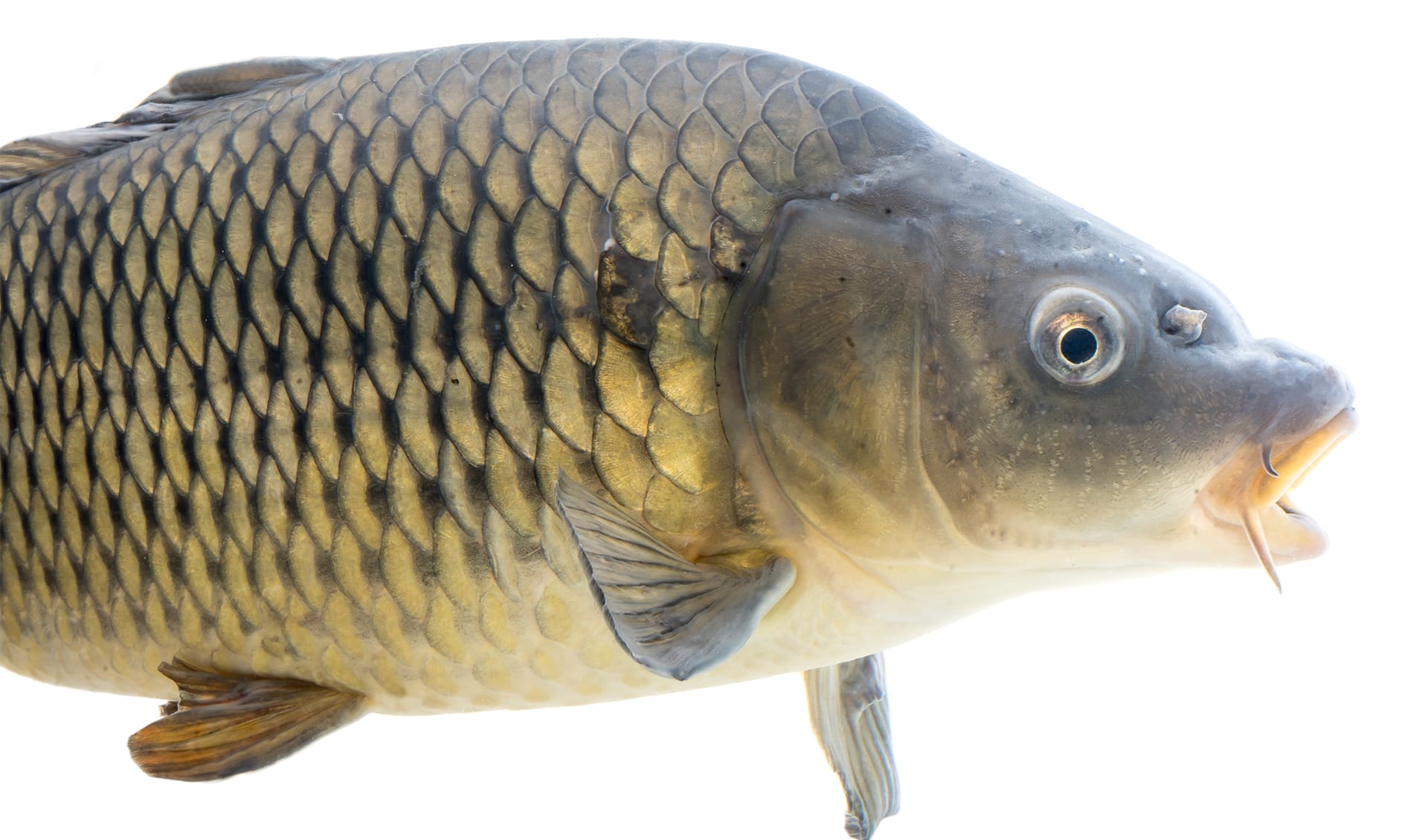 Cypriniformes - Carps, minnows & loaches: facts, distribution ...