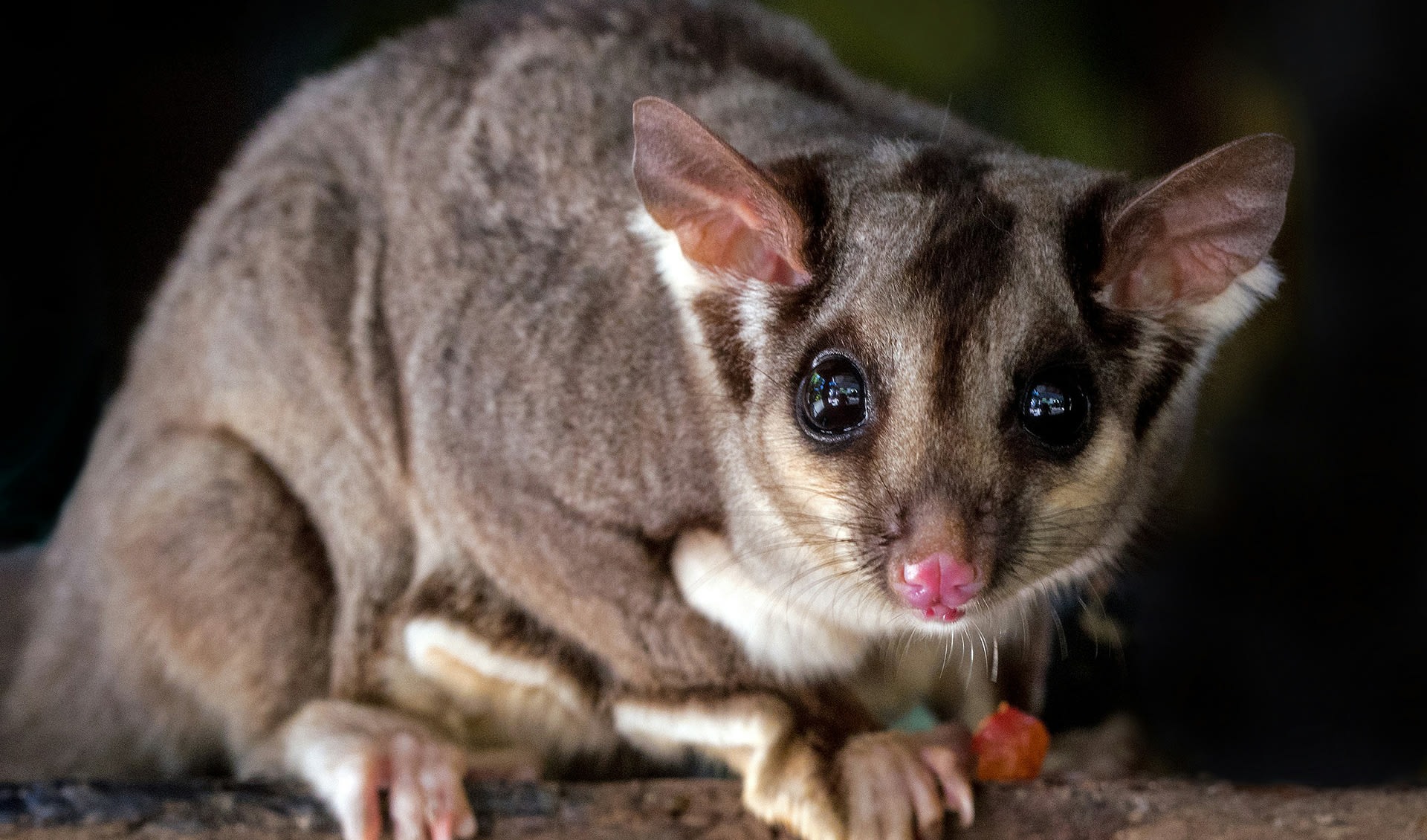 Diprotodontia – Diprotodonts: facts, distribution & population | BioDB