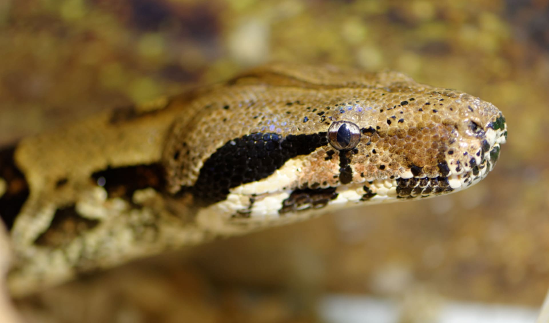 Boa – Boa constrictors: facts, distribution & population | BioDB