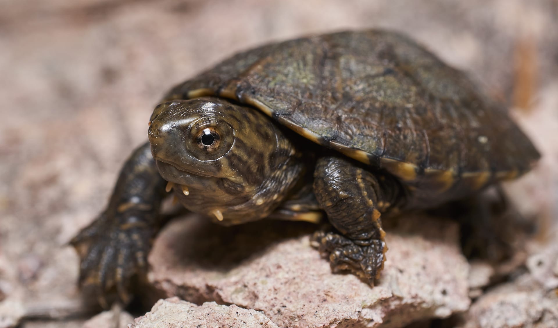 Kinosternidae – Mud turtles: facts, distribution & population | BioDB
