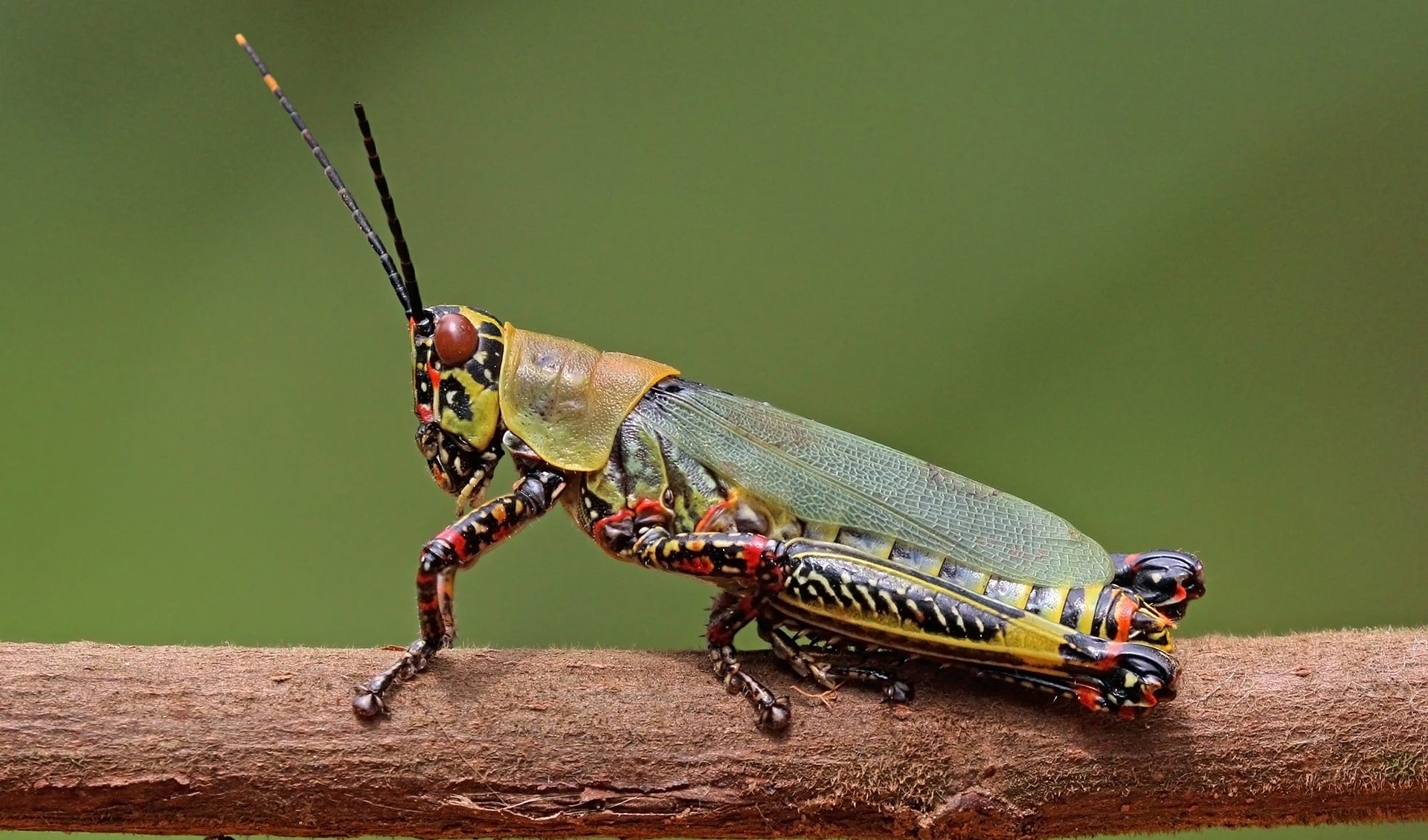 Orthoptera - Grasshoppers & crickets: facts, distribution & population ...