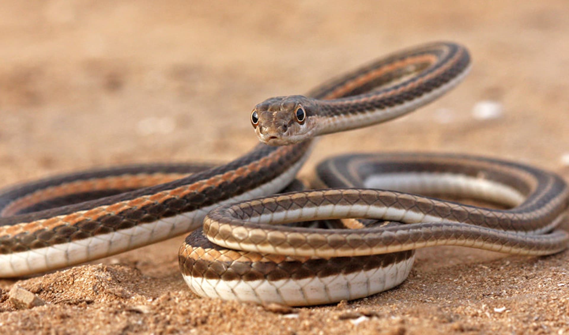 Psammophiidae - Sand snakes: facts, distribution & population | BioDB