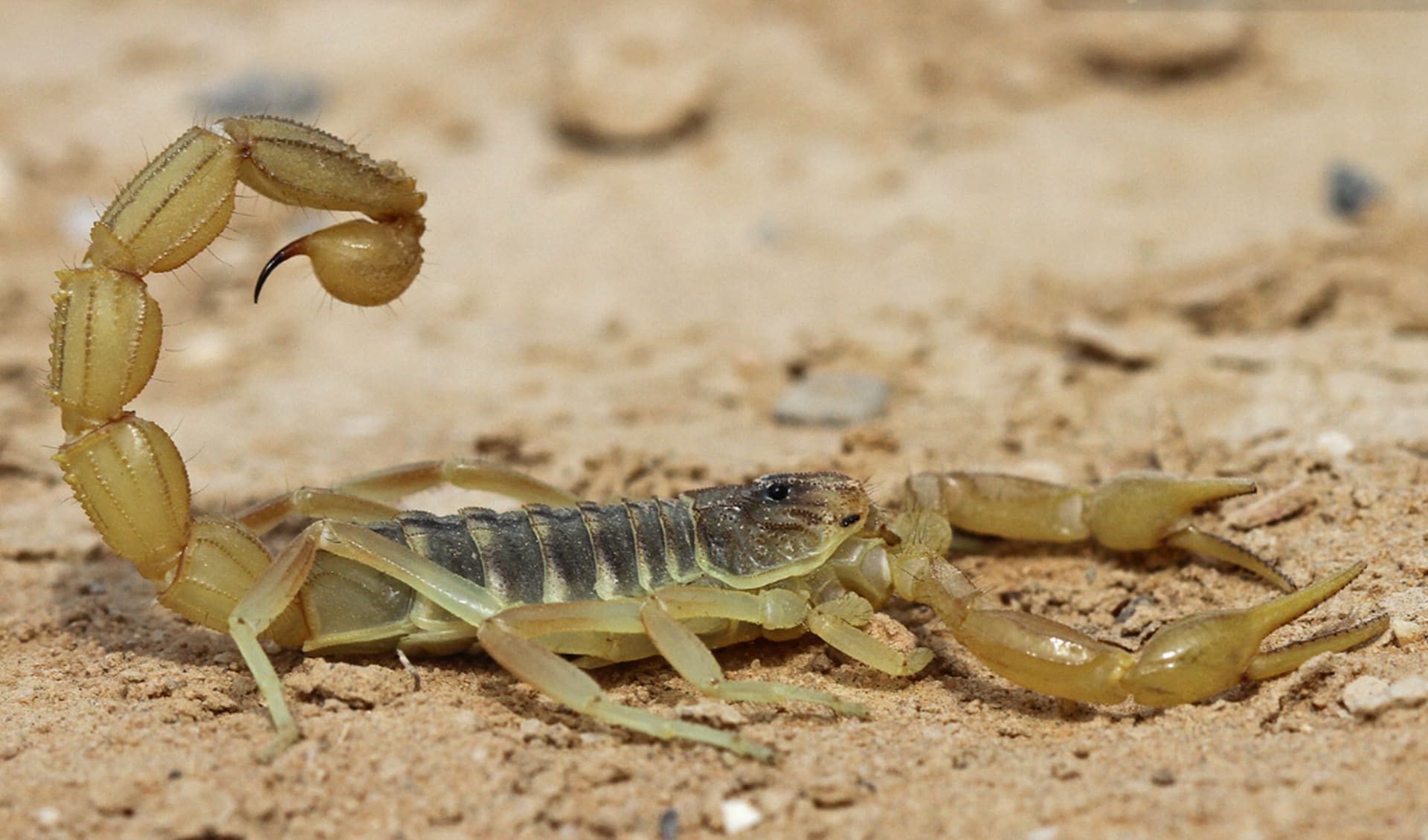 Scorpiones - Scorpions: facts, distribution & population | BioDB