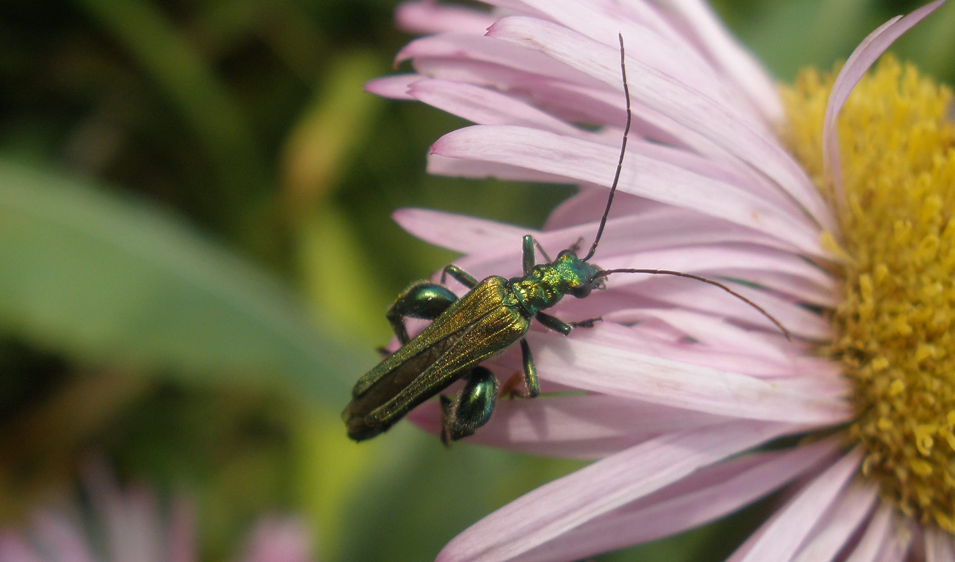 Coleoptera - Beetles: facts, distribution & population | BioDB