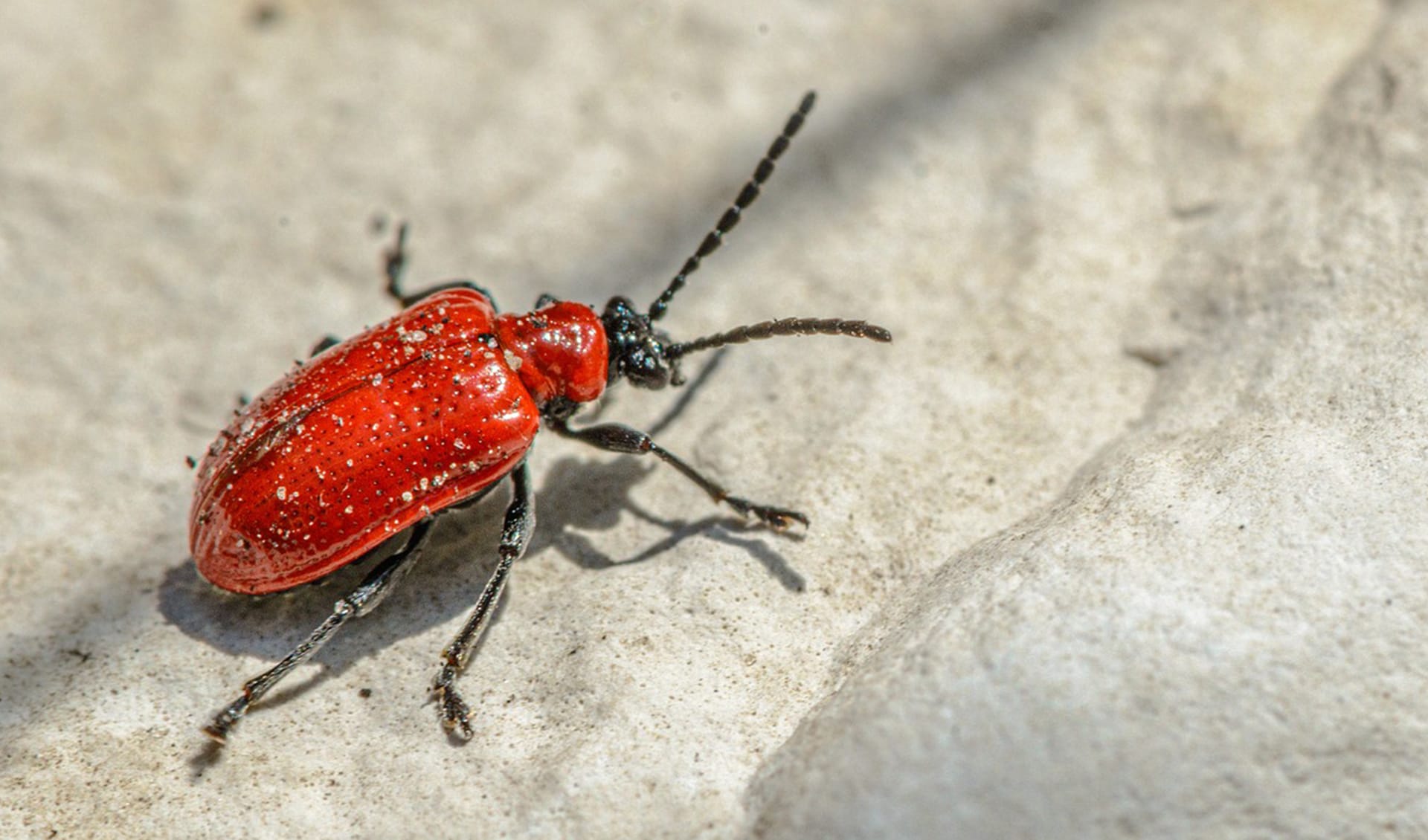 Coleoptera - Beetles: facts, distribution & population | BioDB