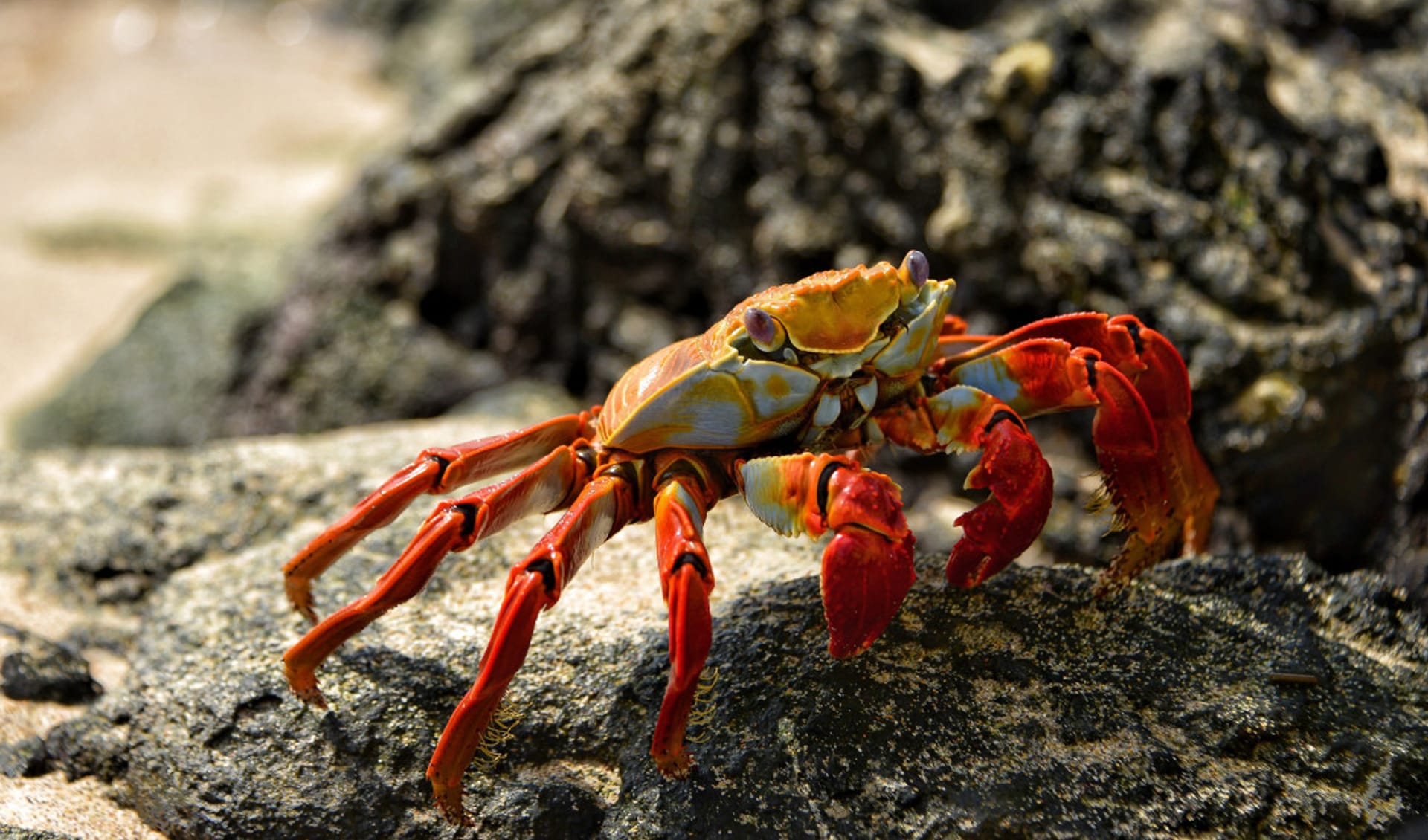 Decapoda - Decapods: facts, distribution & population | BioDB