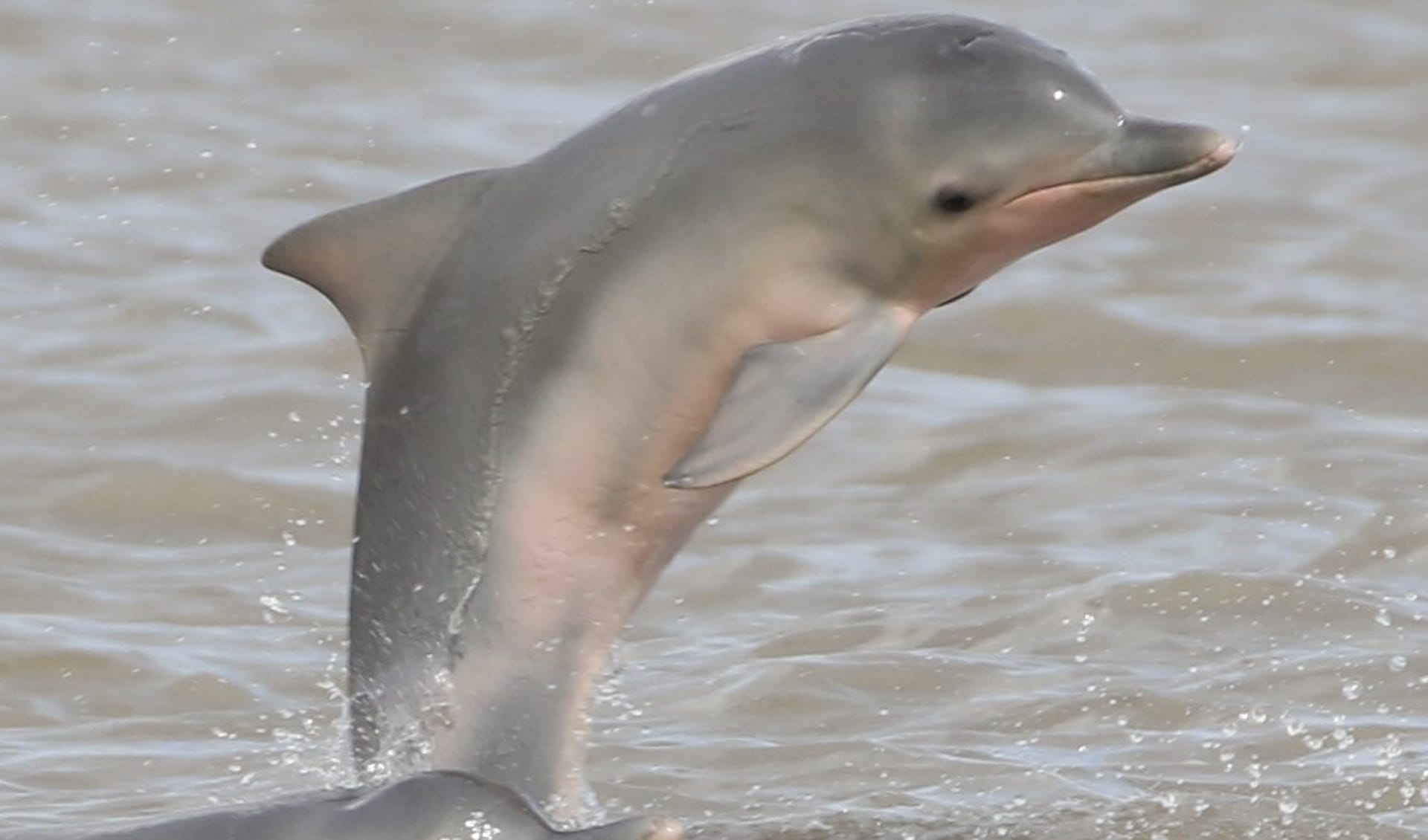 Delphinidae - Oceanic dolphins: facts, distribution & population | BioDB