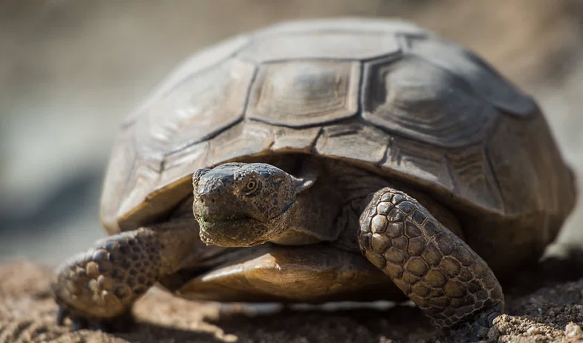 Testudinidae – Tortoises (terrestrial): facts, distribution ...