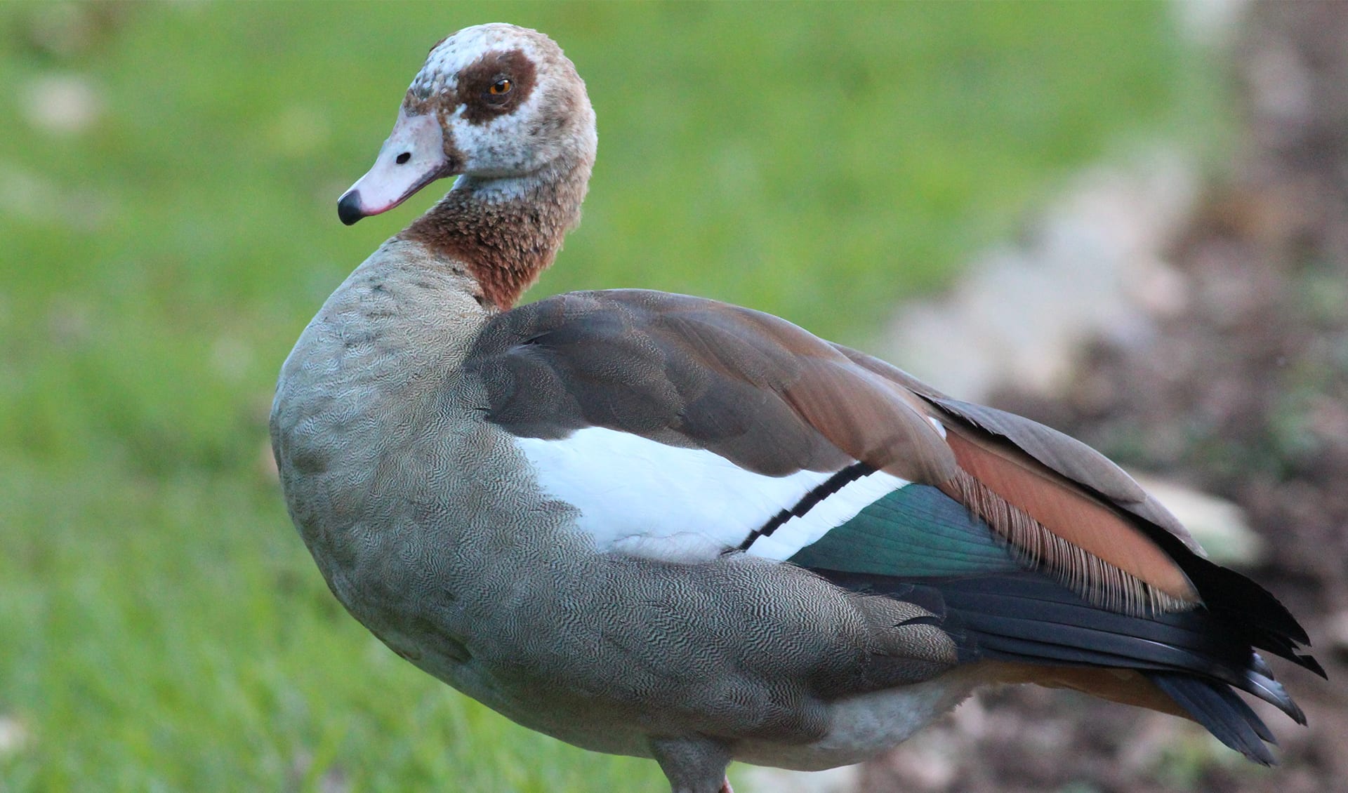 Egyptian goose facts, distribution & population | BioDB