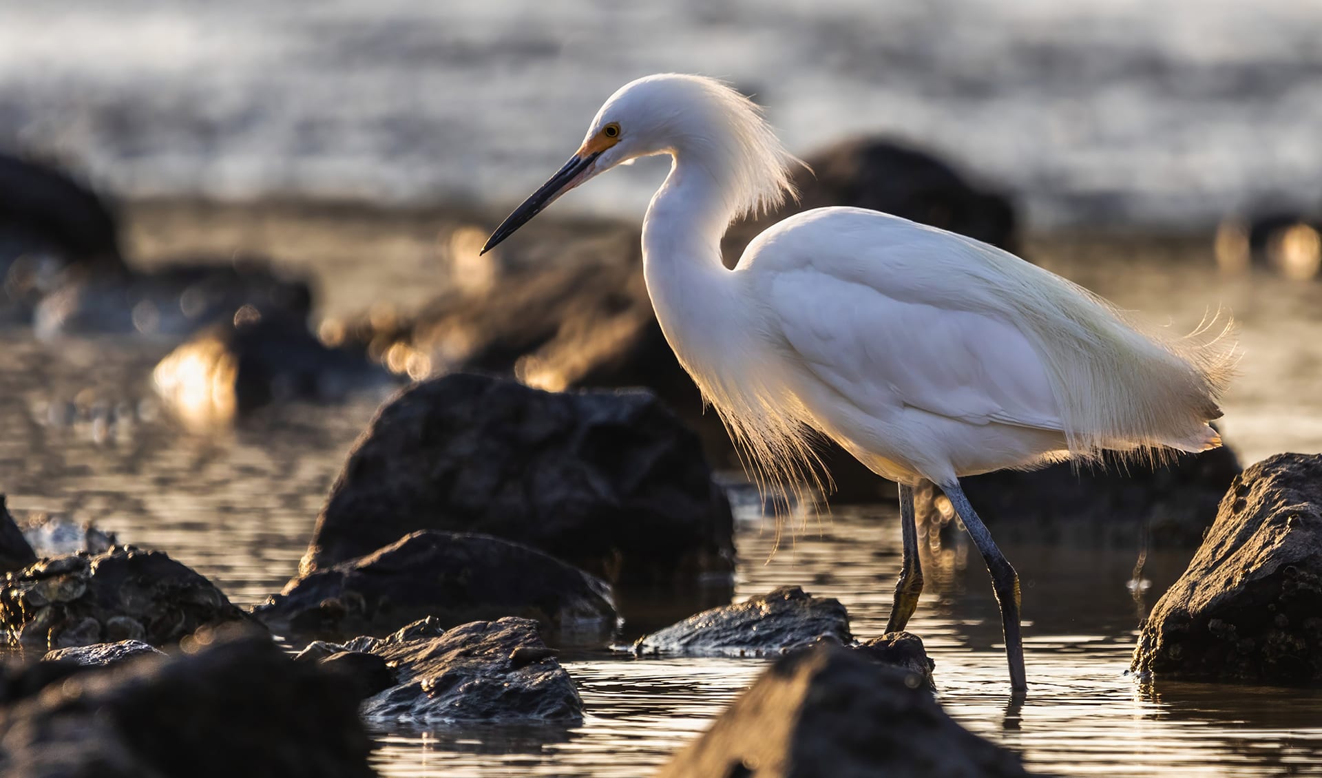 Little egret facts, distribution & population | BioDB