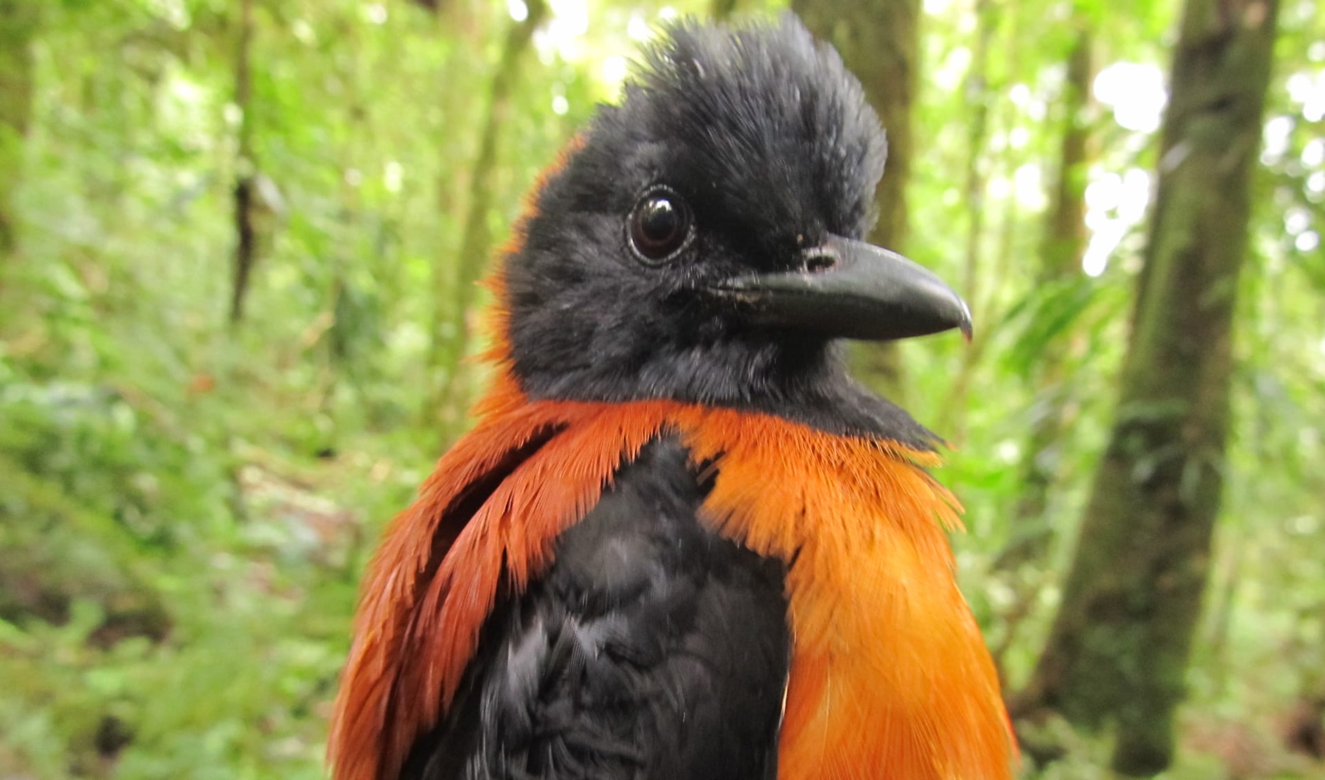 Pitohui - Pitohuis: facts, distribution & population | BioDB