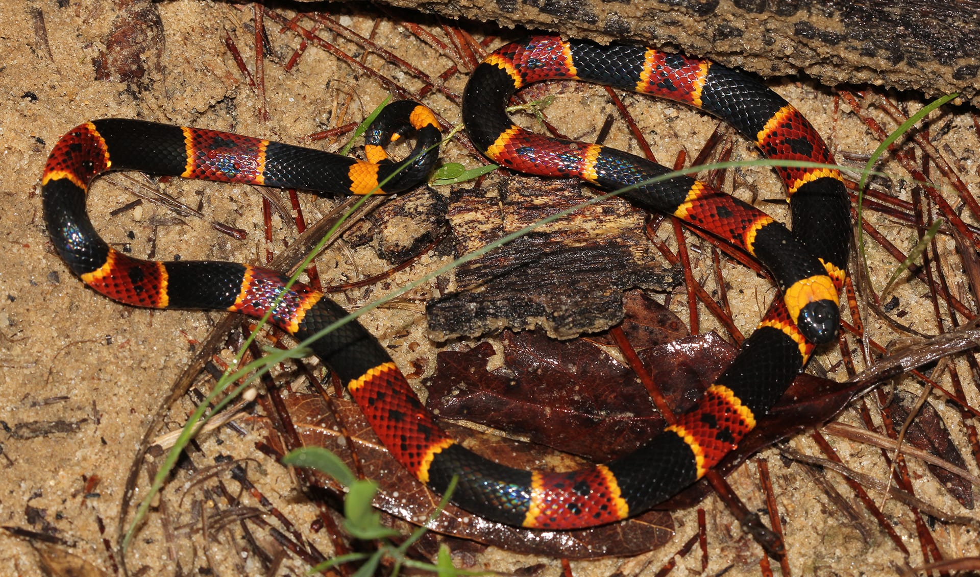 Eastern coral snake facts, distribution & population | BioDB