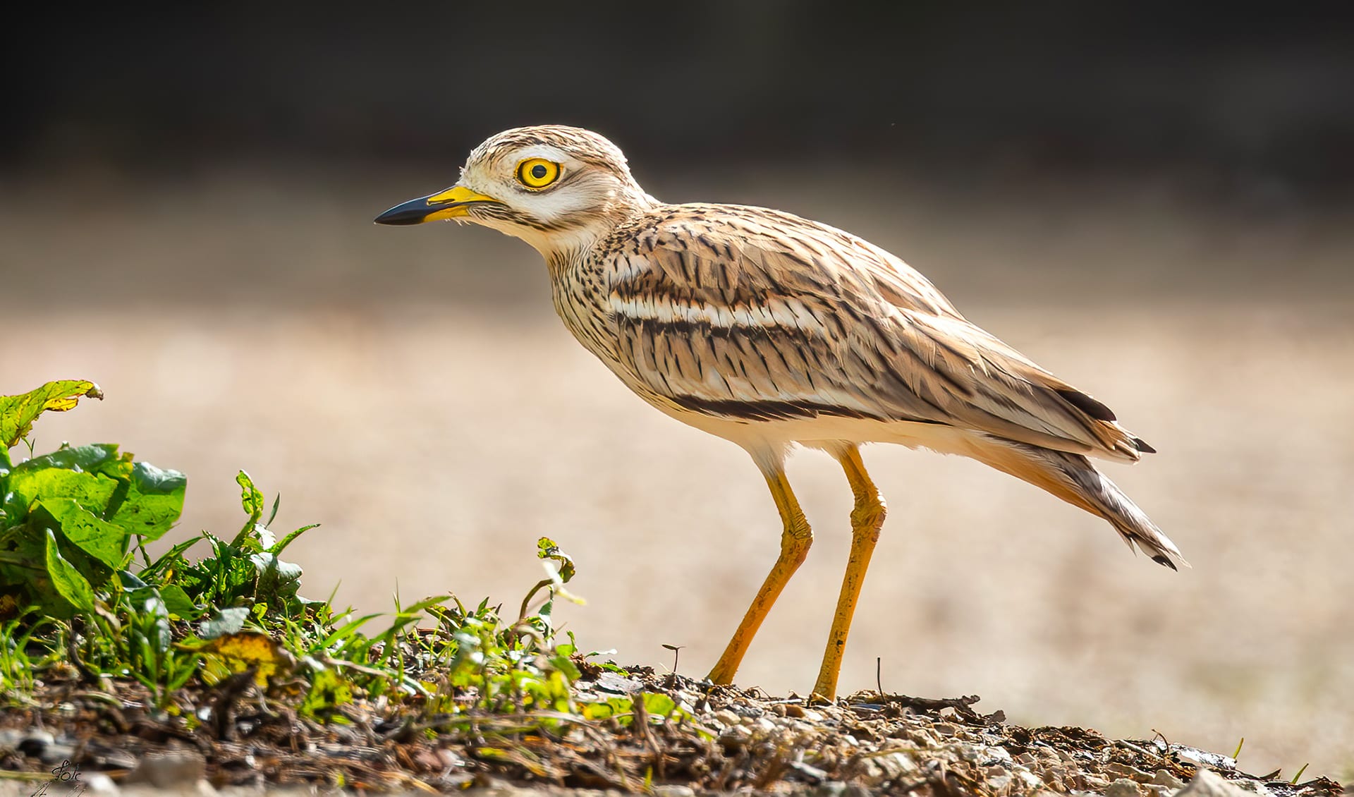 Eurasian stone-curlew facts, distribution & population | BioDB