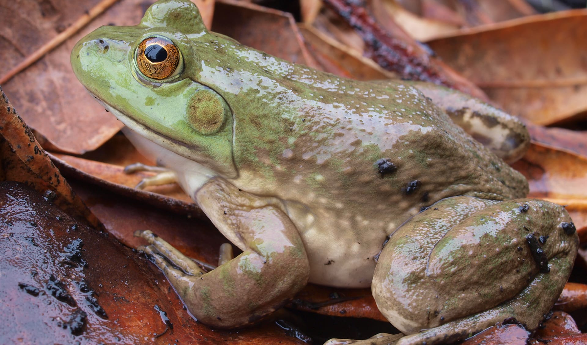 American bullfrog facts, distribution & population | BioDB