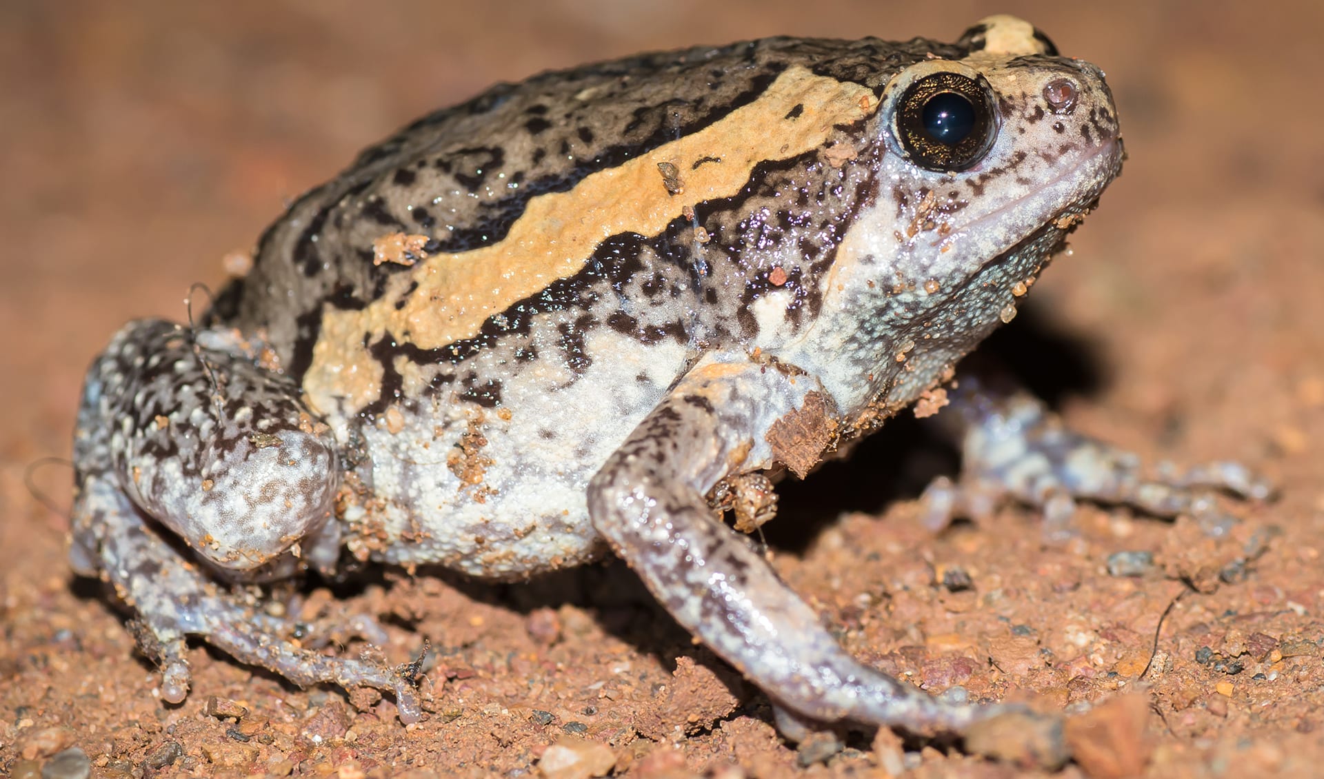 Banded bullfrog facts, distribution & population | BioDB