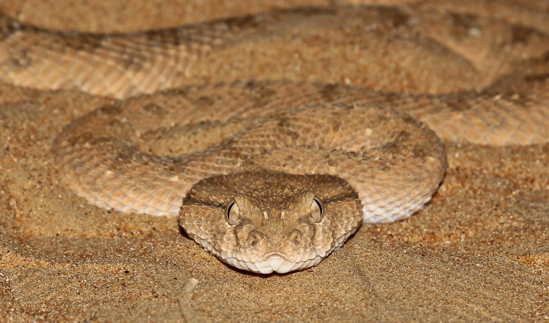 Viperidae – Vipers: facts, distribution & population | BioDB