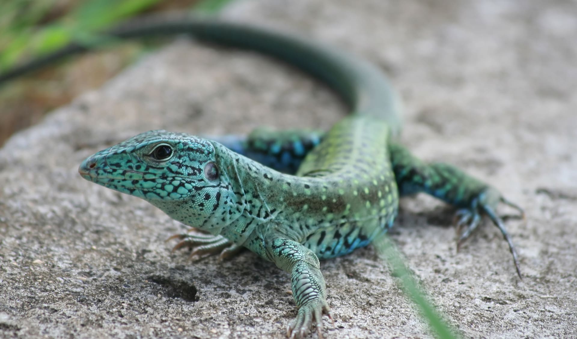 Teiidae - Whiptails: facts, distribution & population | BioDB