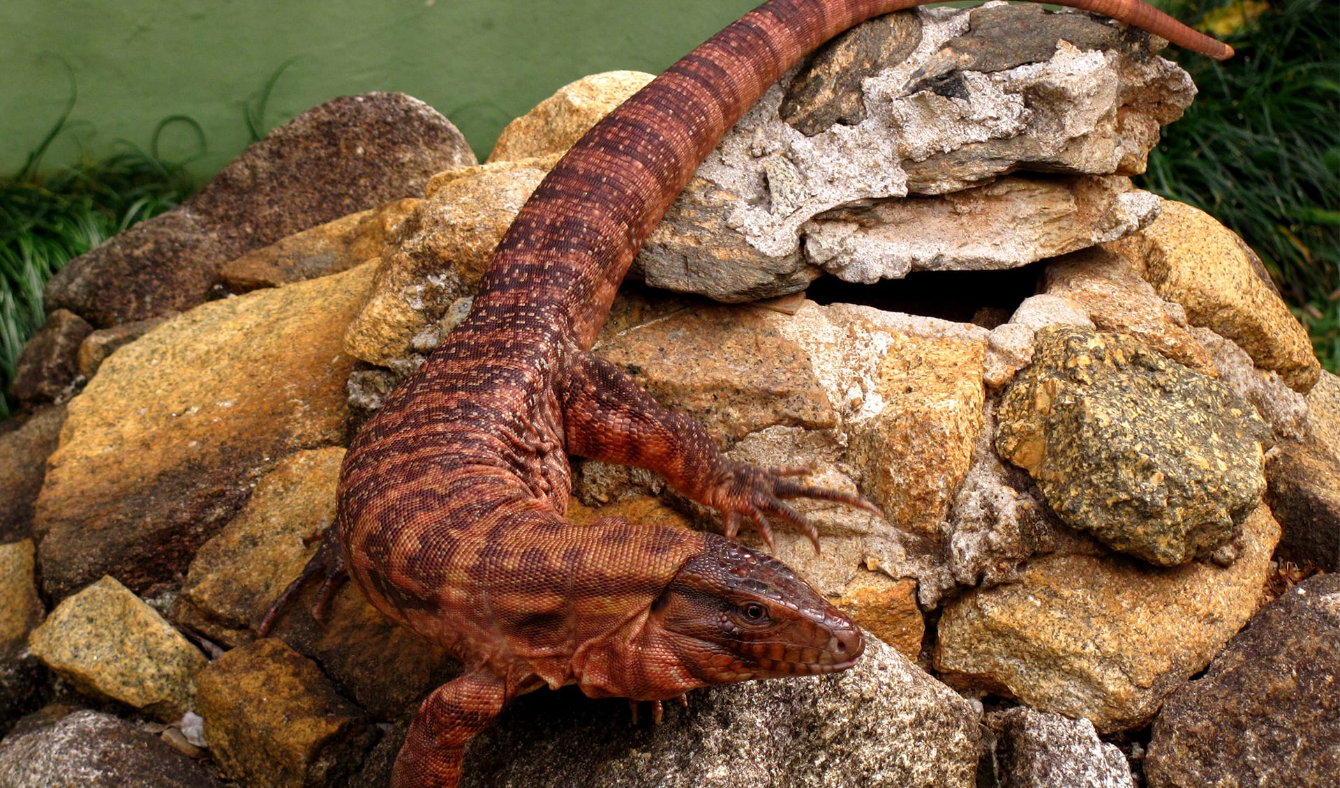 Teiidae - Whiptails & allies: facts, distribution & population | BioDB