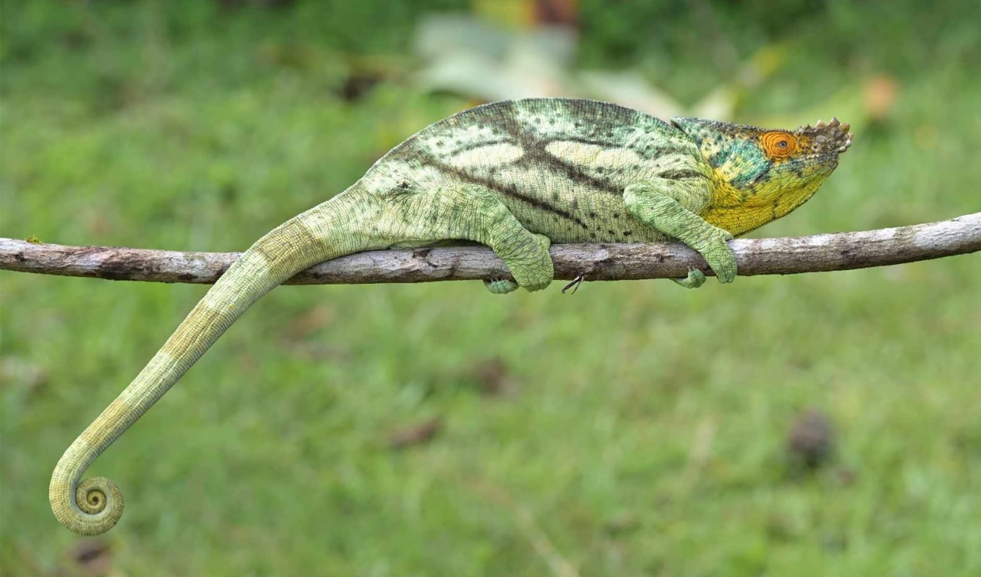 Parson's Chameleon facts, distribution & population | BioDB