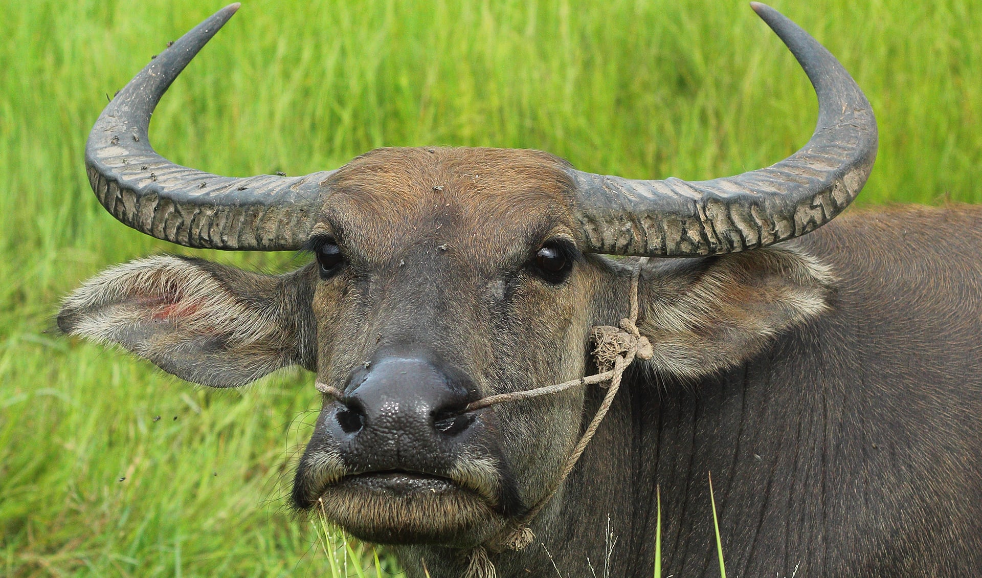 Water buffalo facts, distribution & population | BioDB
