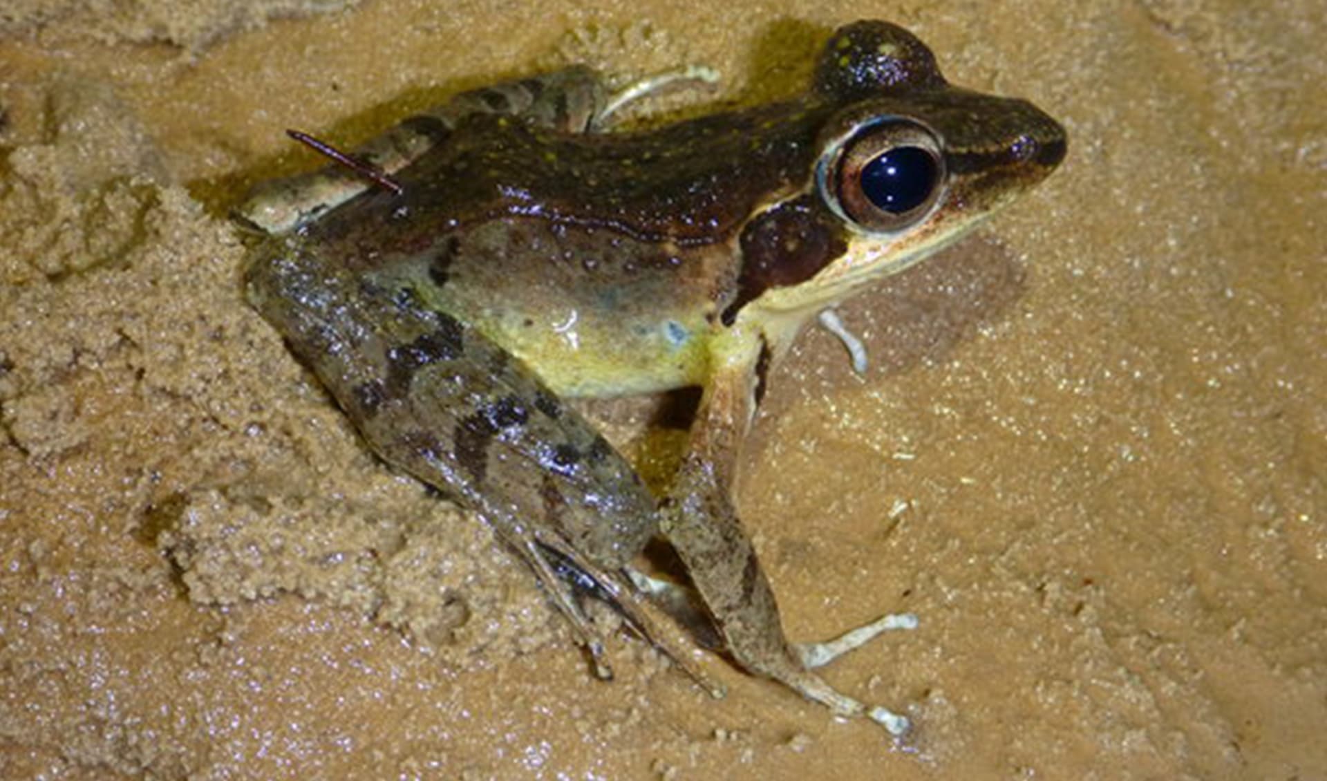 Ranidae - True frogs: facts, distribution & population | BioDB