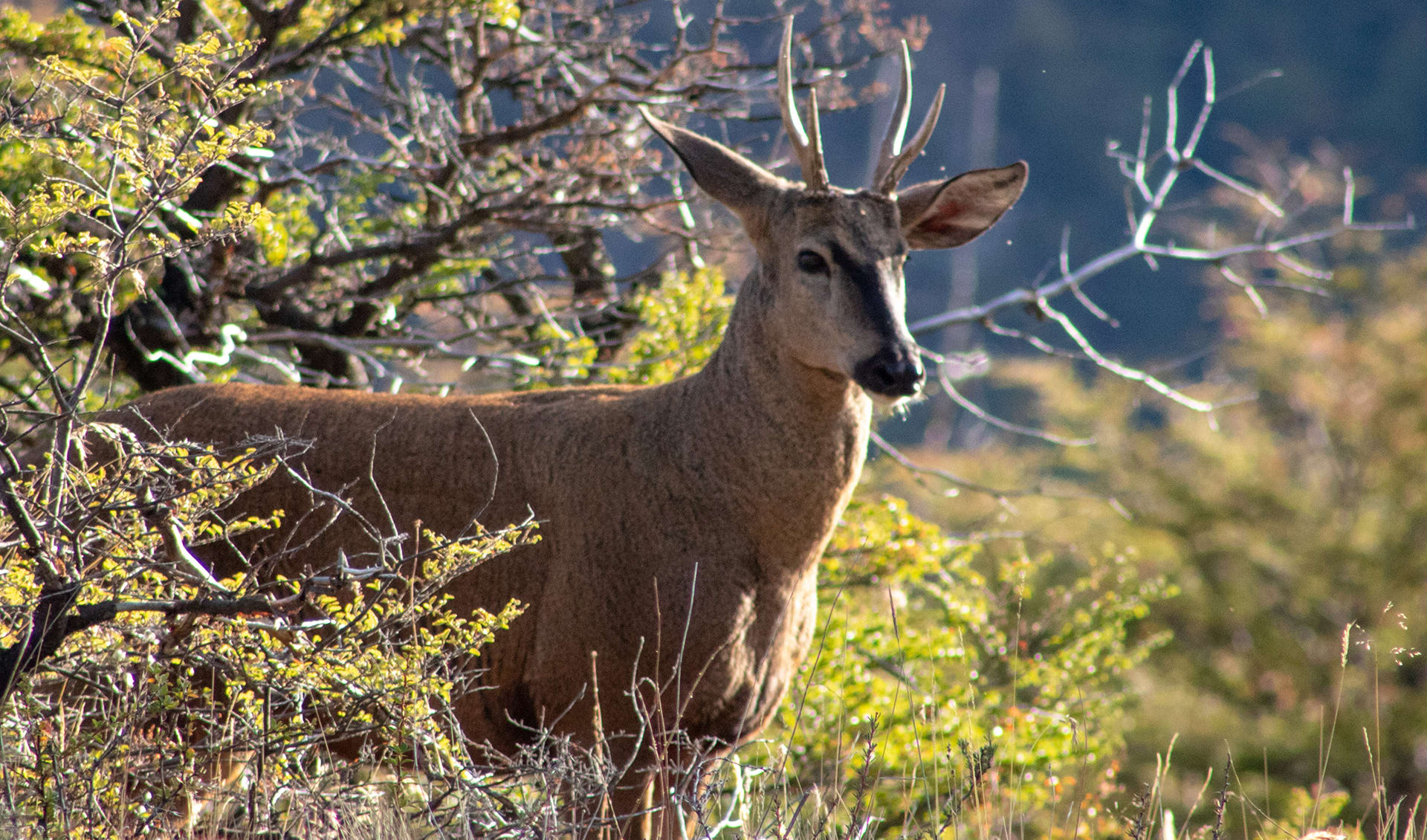 South Andean deer facts, distribution & population | BioDB