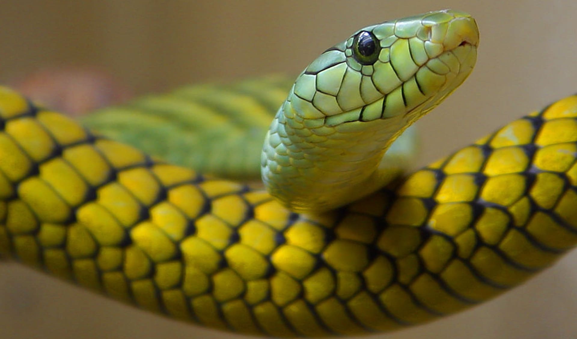 Western green mamba facts, distribution & population | BioDB
