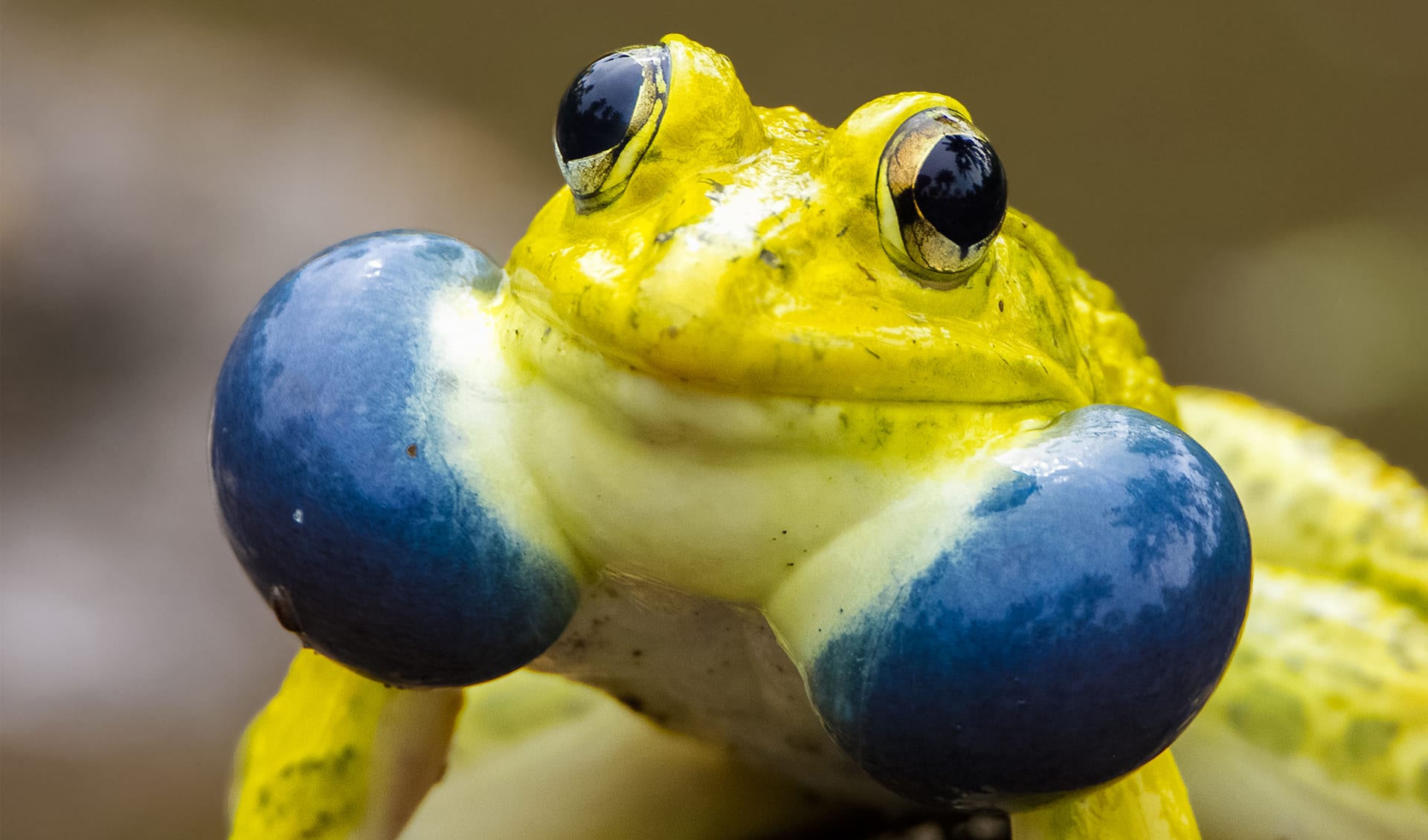 Indian bullfrog facts, distribution & population | BioDB