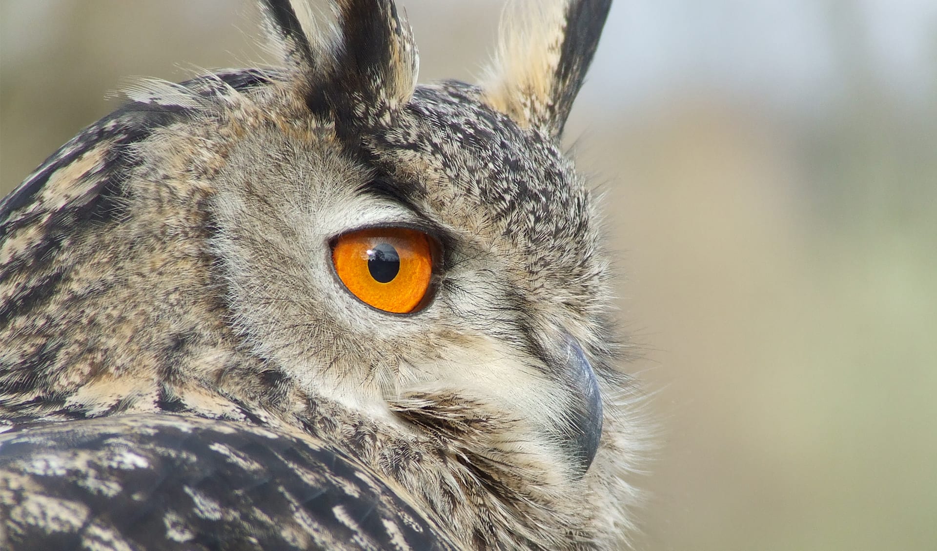 Iraq Biodiversity and Nature Conservation | BioDB