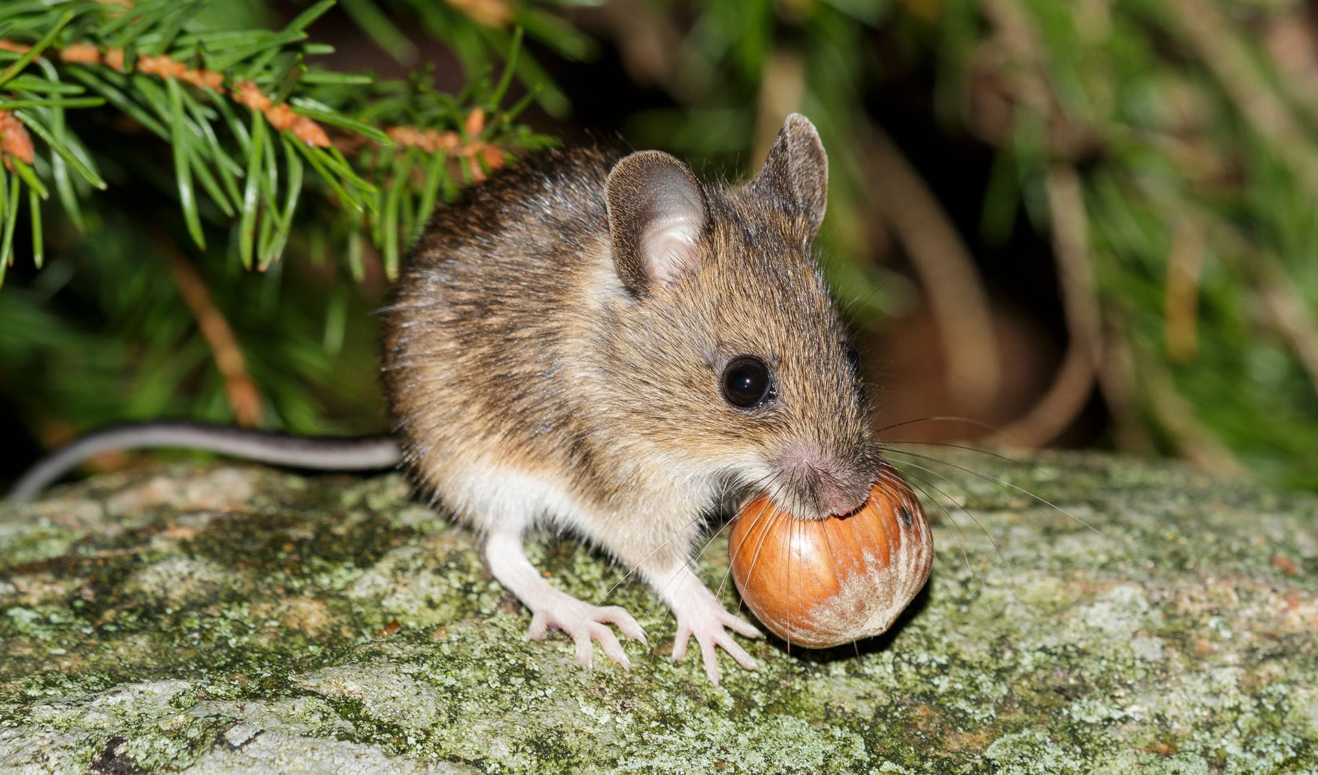 Monaco Biodiversity and Nature Conservation | BioDB