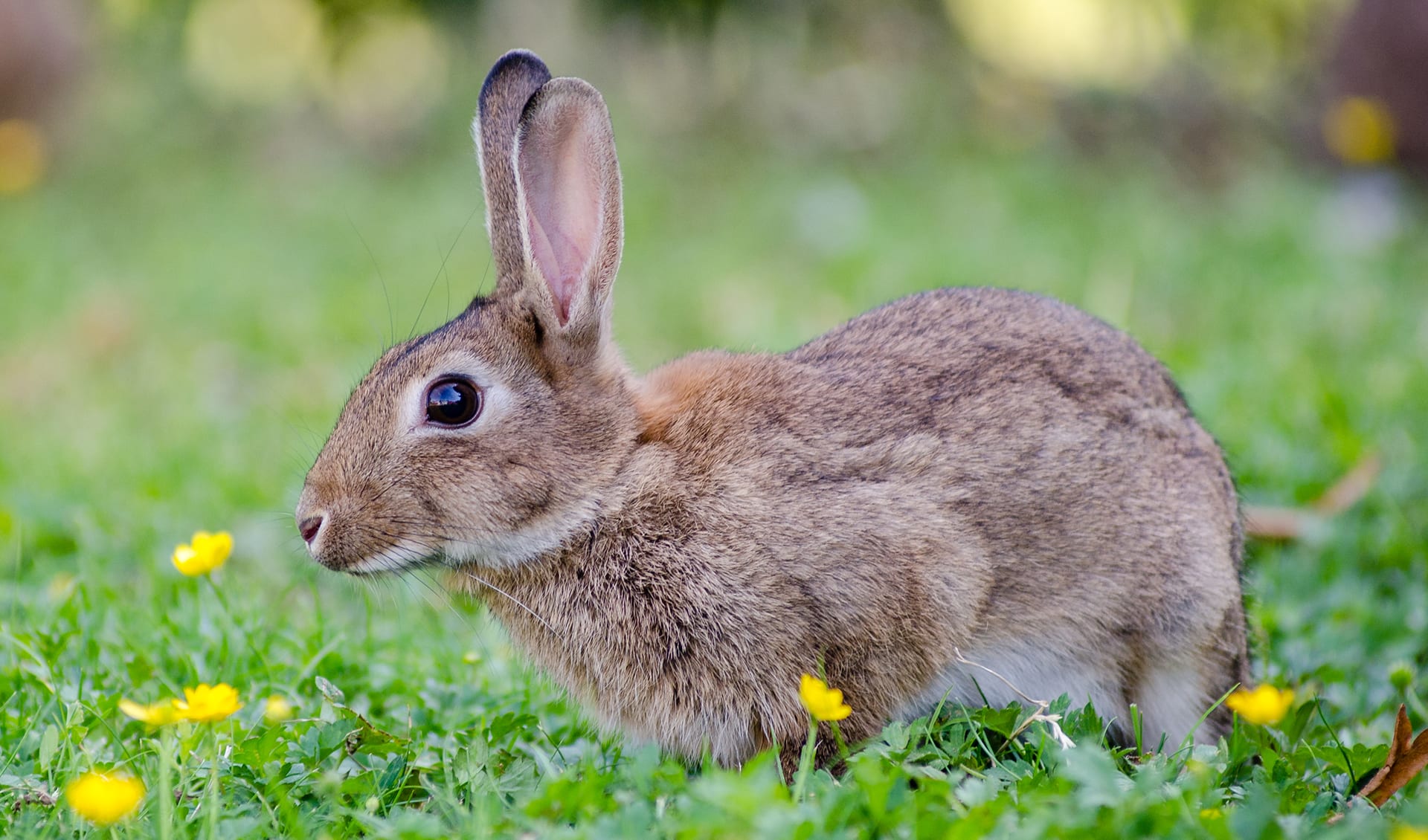 European rabbit facts, distribution & population | BioDB
