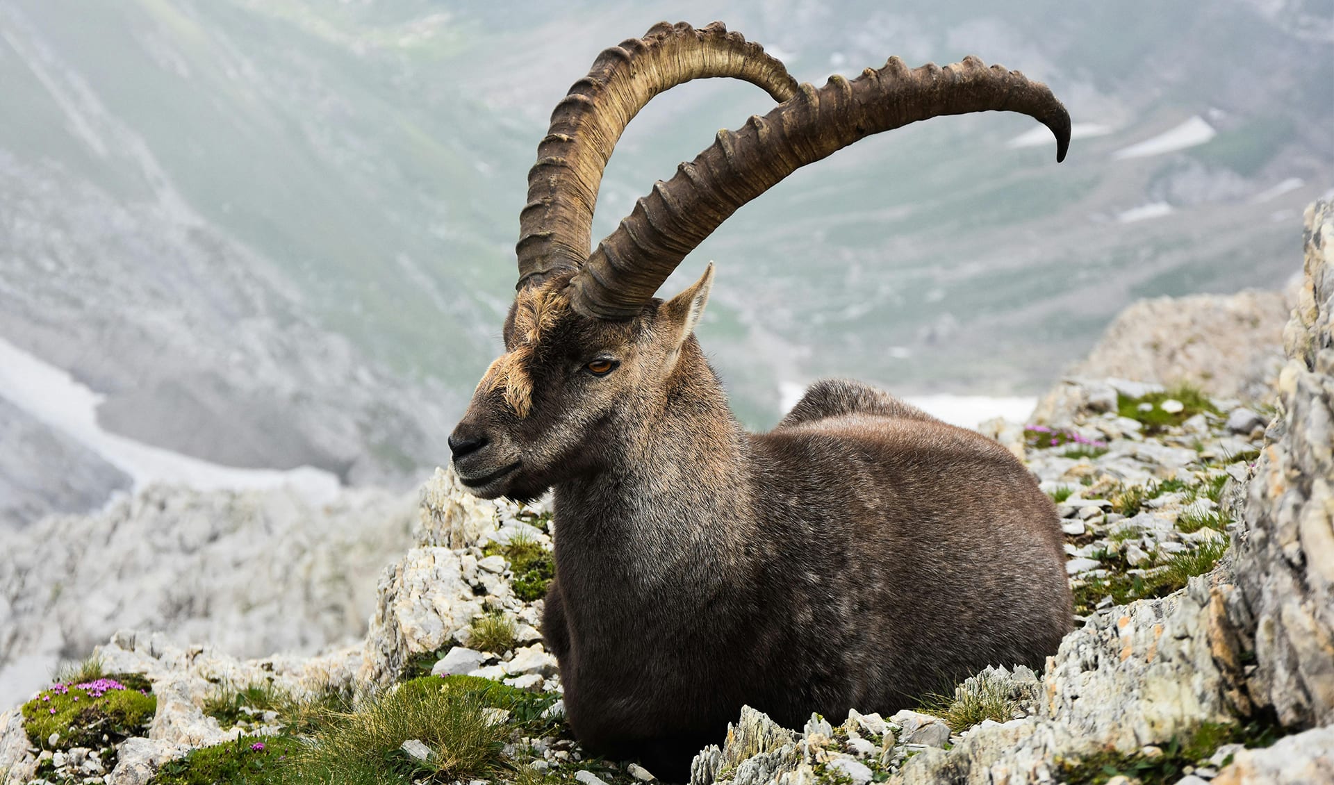 Alpine ibex facts, distribution & population | BioDB