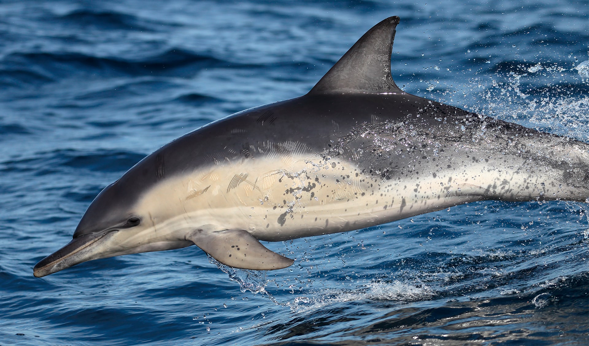 Common dolphin facts, distribution & population | BioDB