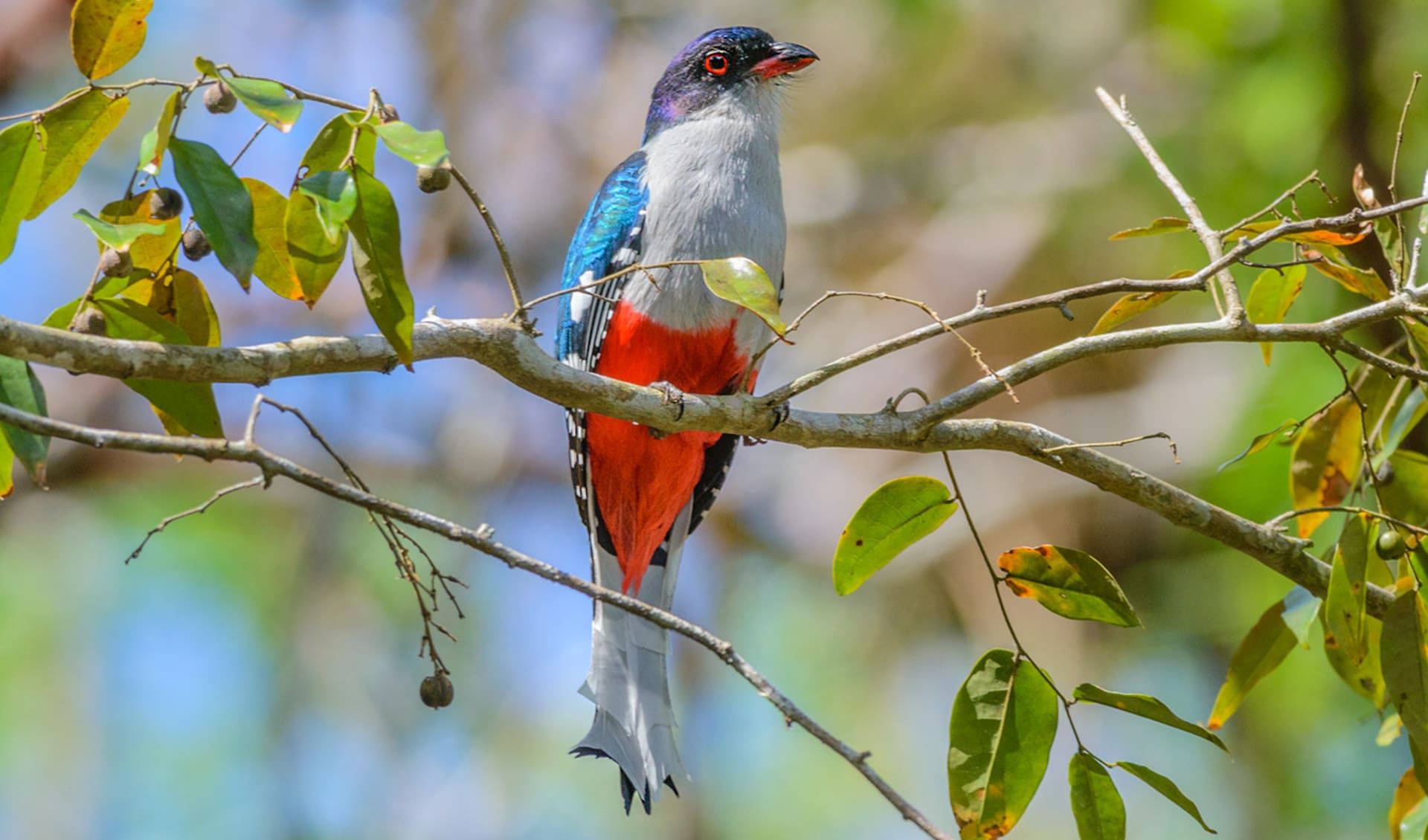 Cuba Biodiversity and Nature Conservation | BioDB