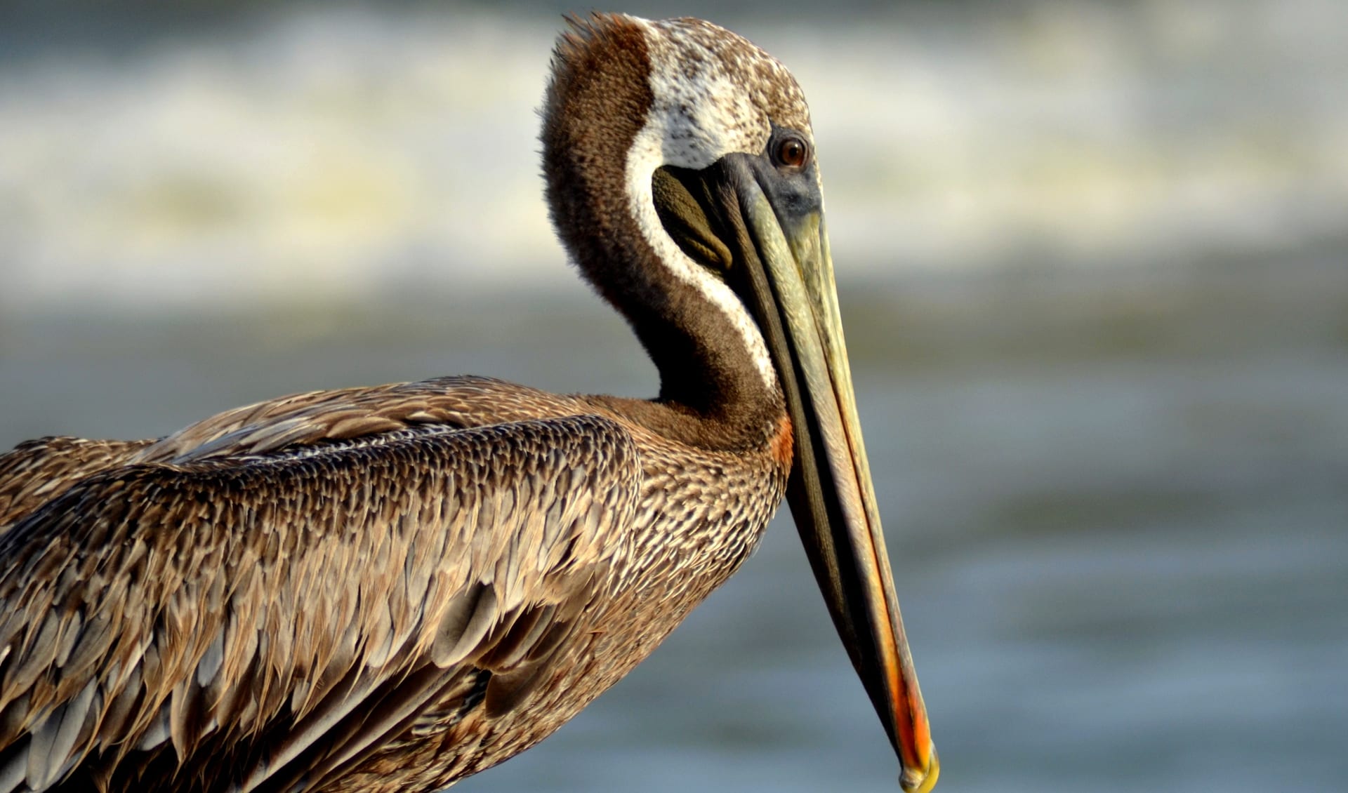 Brown pelican facts, distribution & population | BioDB
