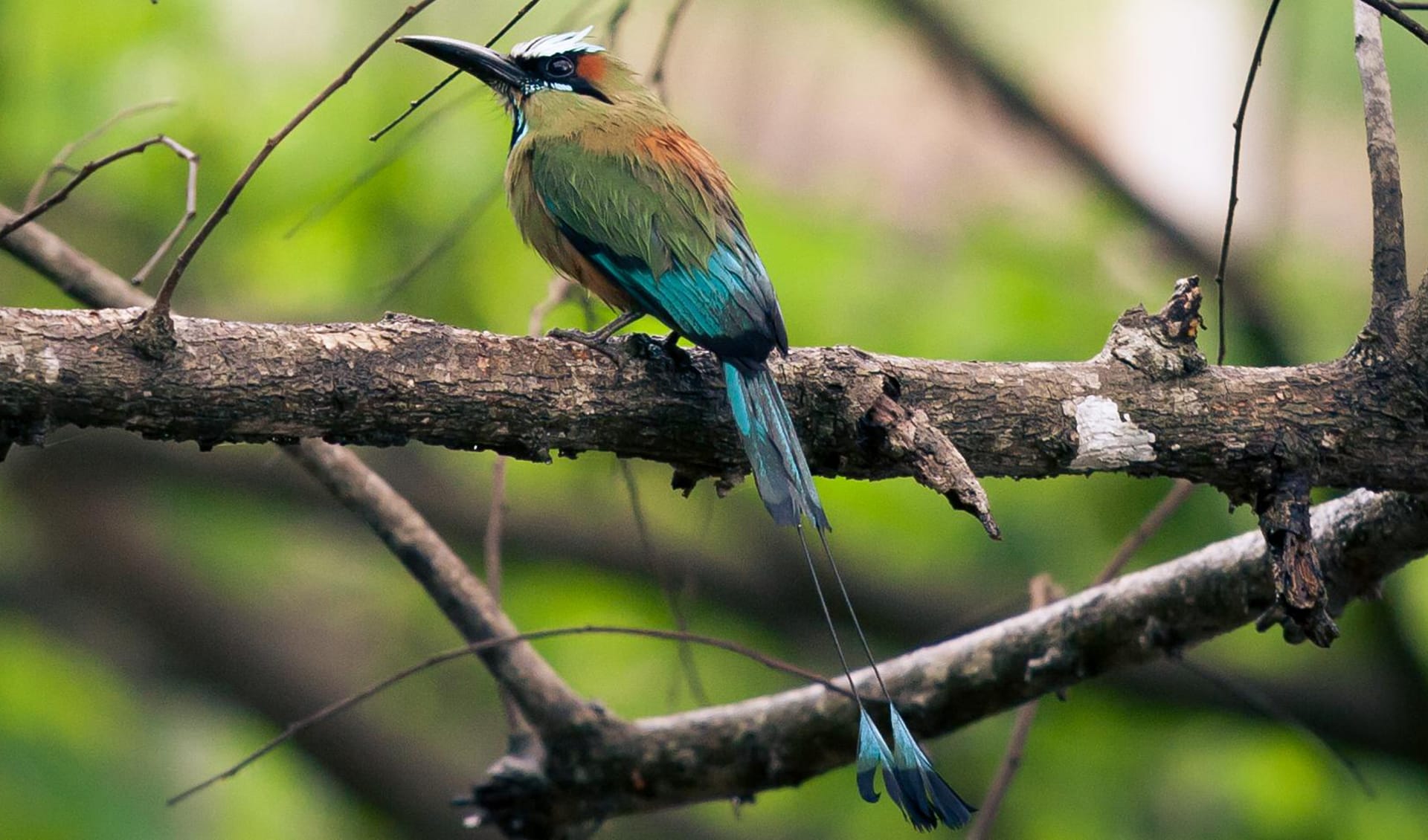 El Salvador Biodiversity and Nature Conservation | BioDB